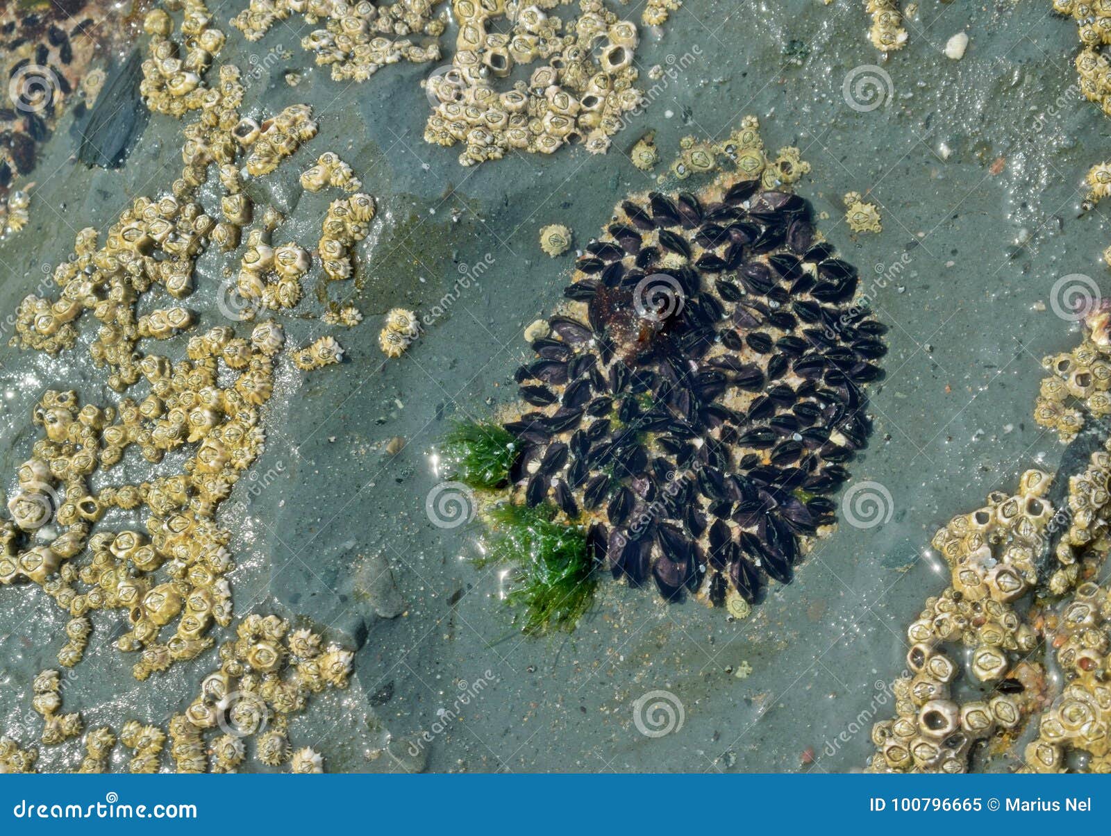 Mollusc patterns stock image. Image of cluster, life - 100796665