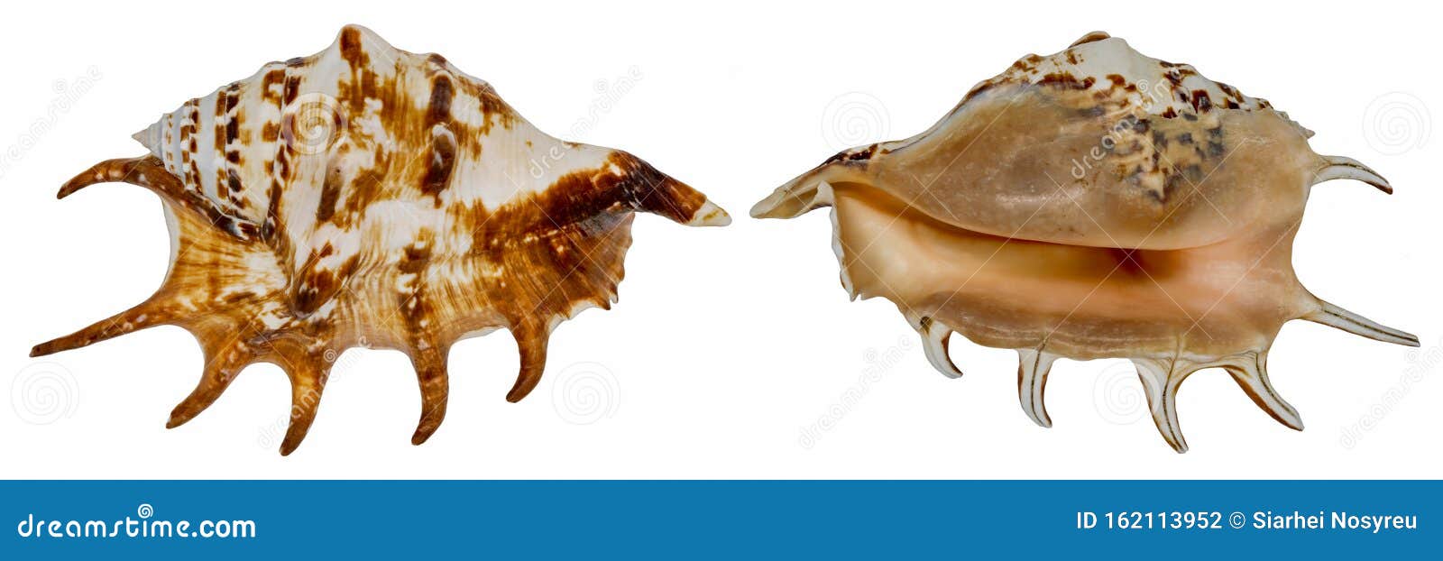 Big Seashell Spider Conch Lambis Truncata On The Beach Stock Image ...