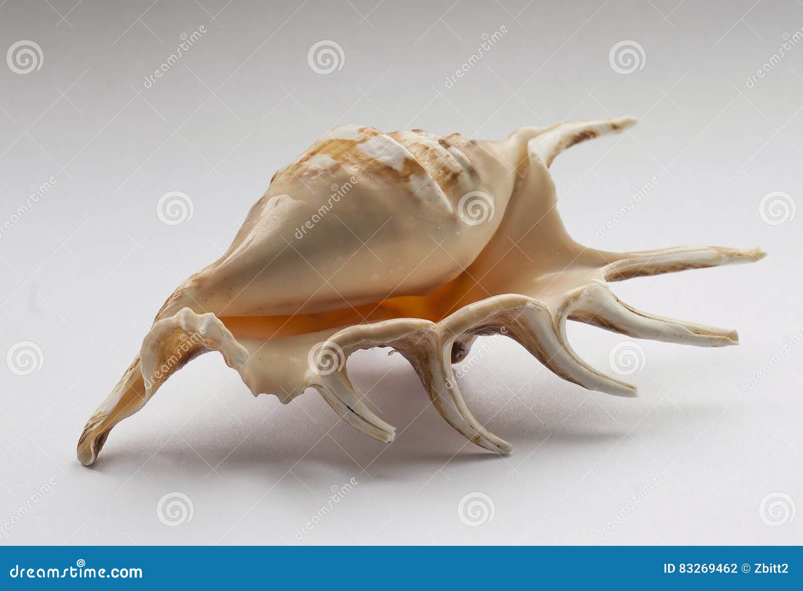Mollusc Shell stock photo. Image of pure, mollusc, detail - 83269462