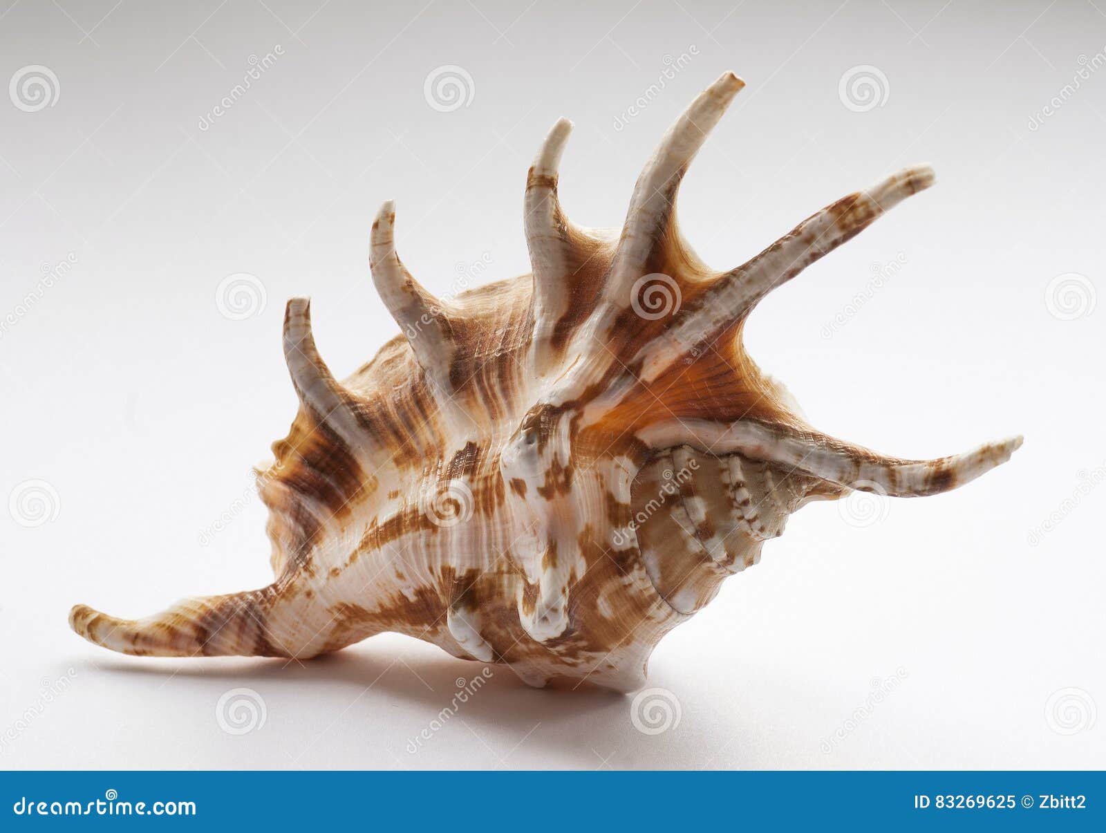 Mollusc Shell stock image. Image of texture, rough, shell - 83269625