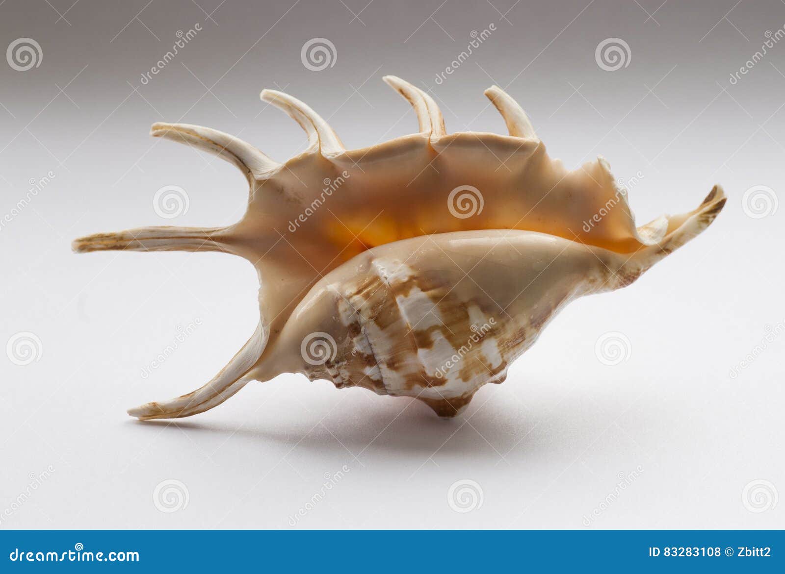 Mollusc Shell stock photo. Image of color, isolated, detail - 83283108