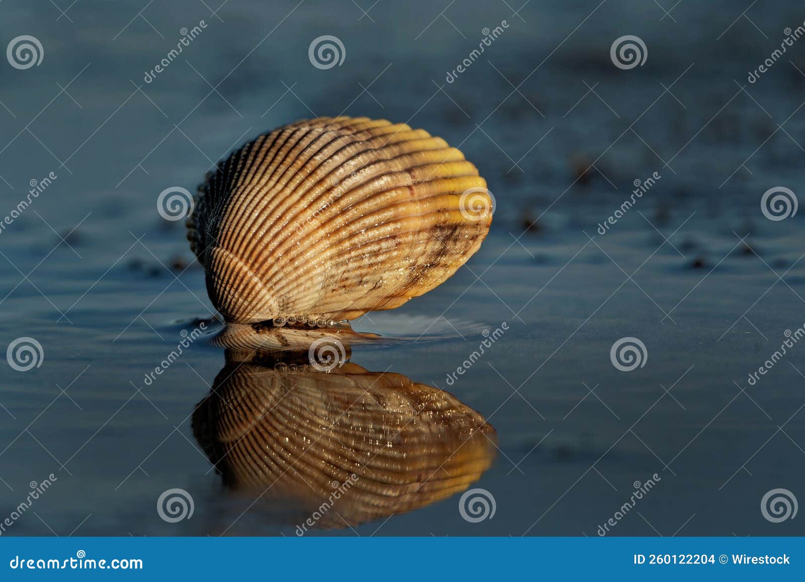 Mollusc Shell and Its Reflection on the Lake Stock Photo - Image of ...