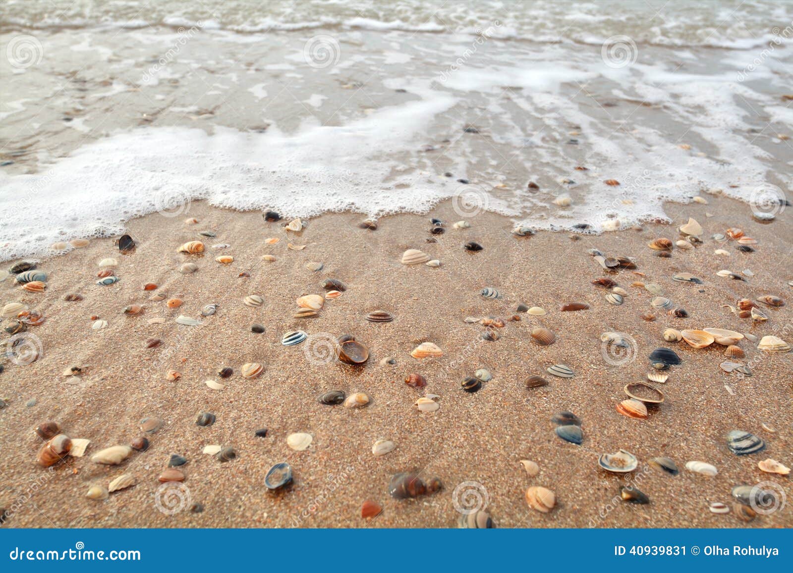 Mollusc Shell on Sand Beach and Sea Stock Image - Image of windy, beach ...