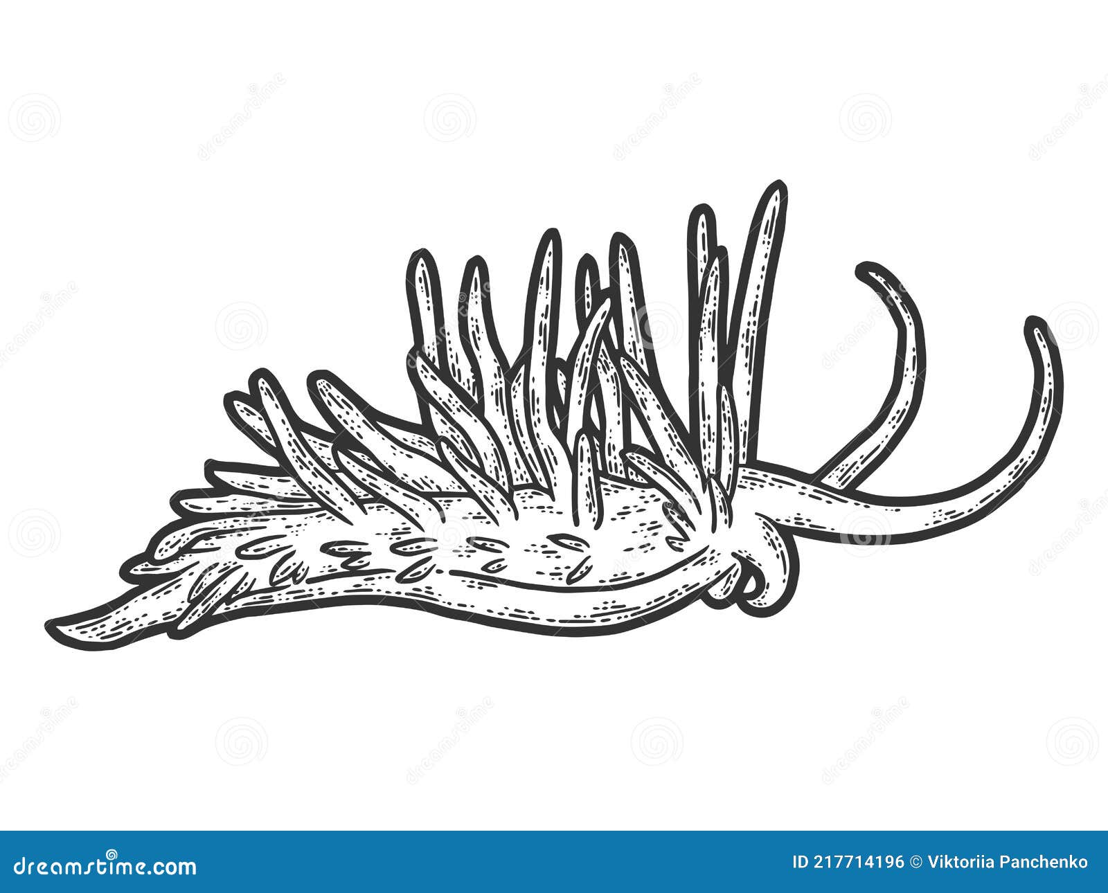 Mollusca. Sketch Scratch Board Imitation. Black and White Stock Vector ...