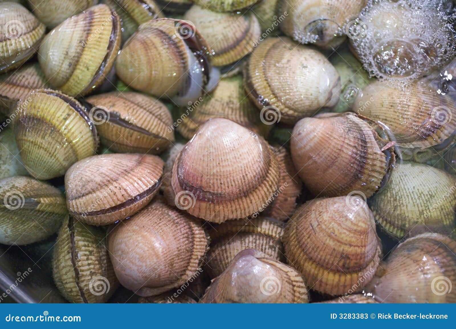 Molluschi in acqua immagine stock. Immagine di rosa, molluschi - 3283383