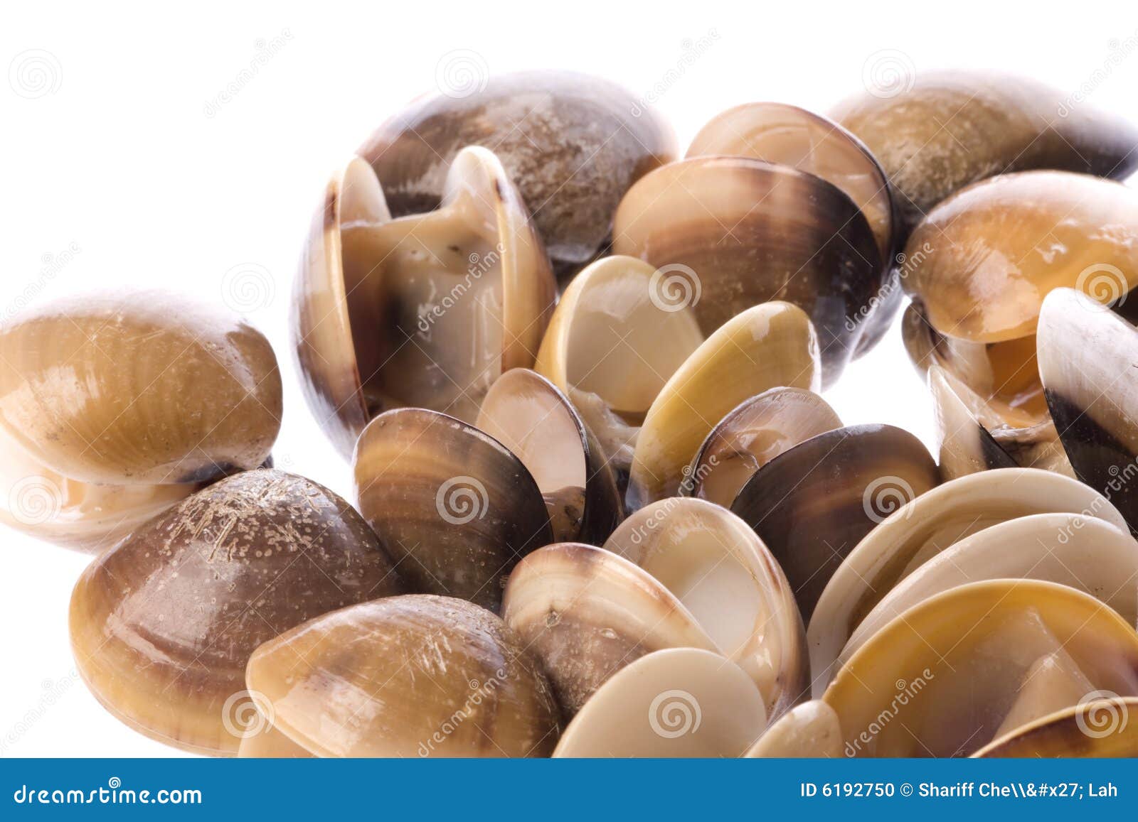 Molluschi Commestibili in Tensione Isolati Fotografia Stock - Immagine ...