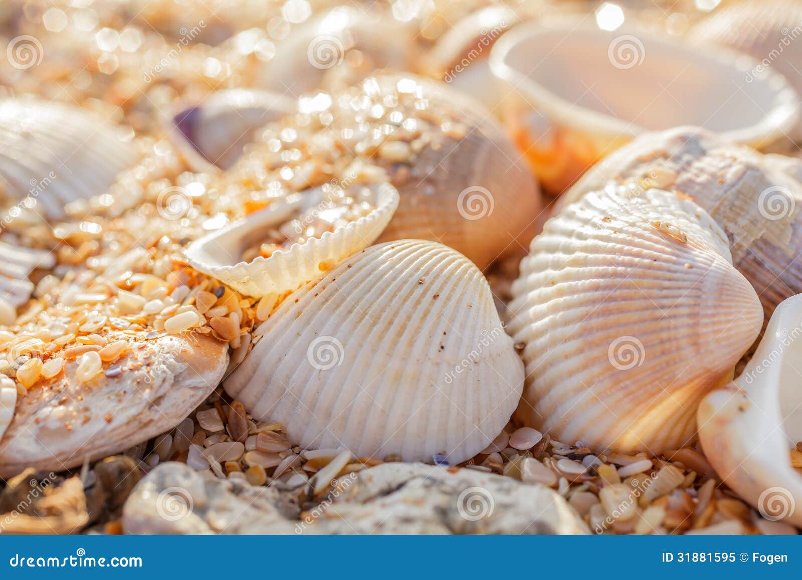 Molluschi di Shell immagine stock. Immagine di tropicale - 31881595