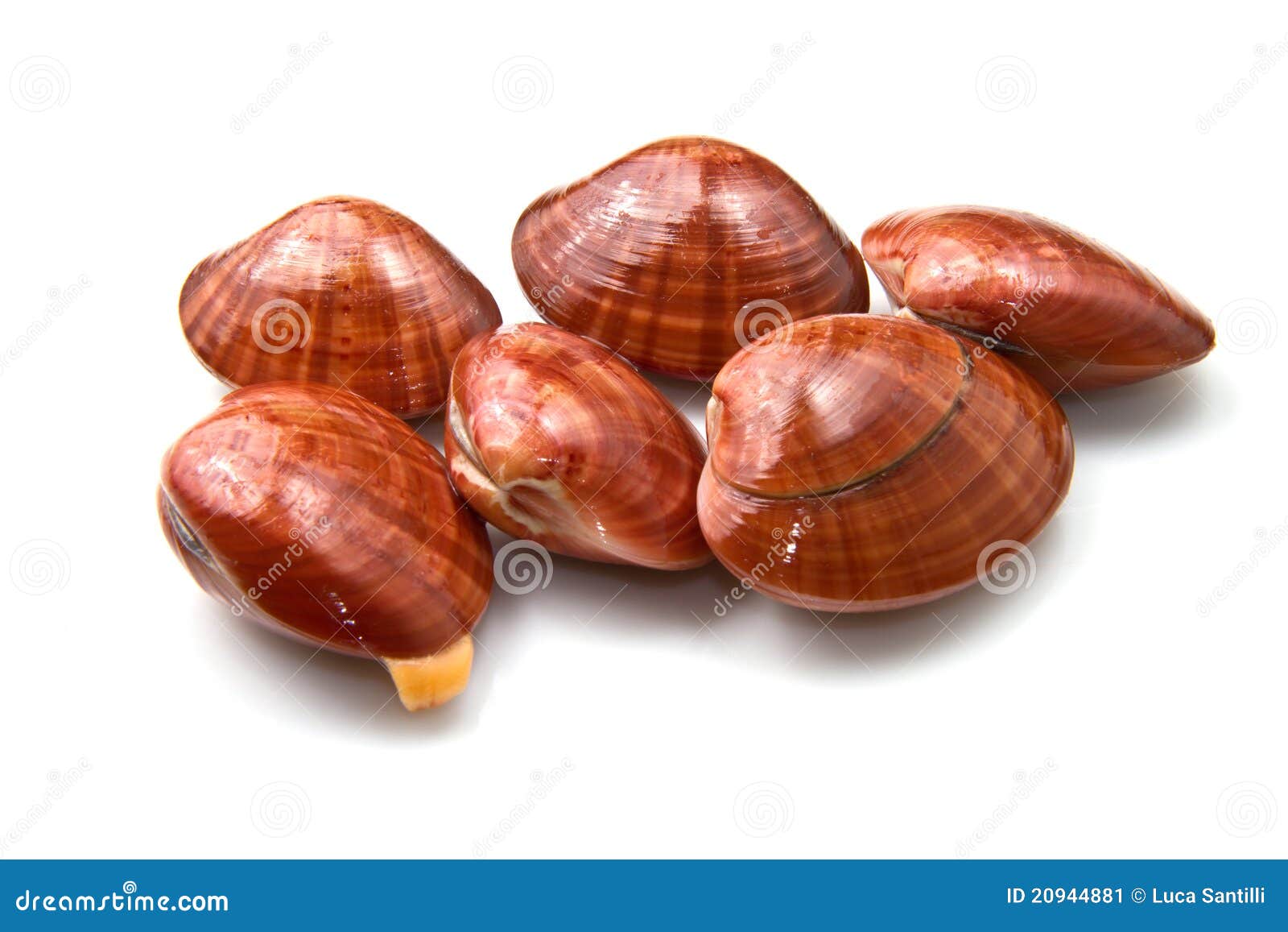 Molluschi lisci immagine stock. Immagine di prezzemolo - 20944881