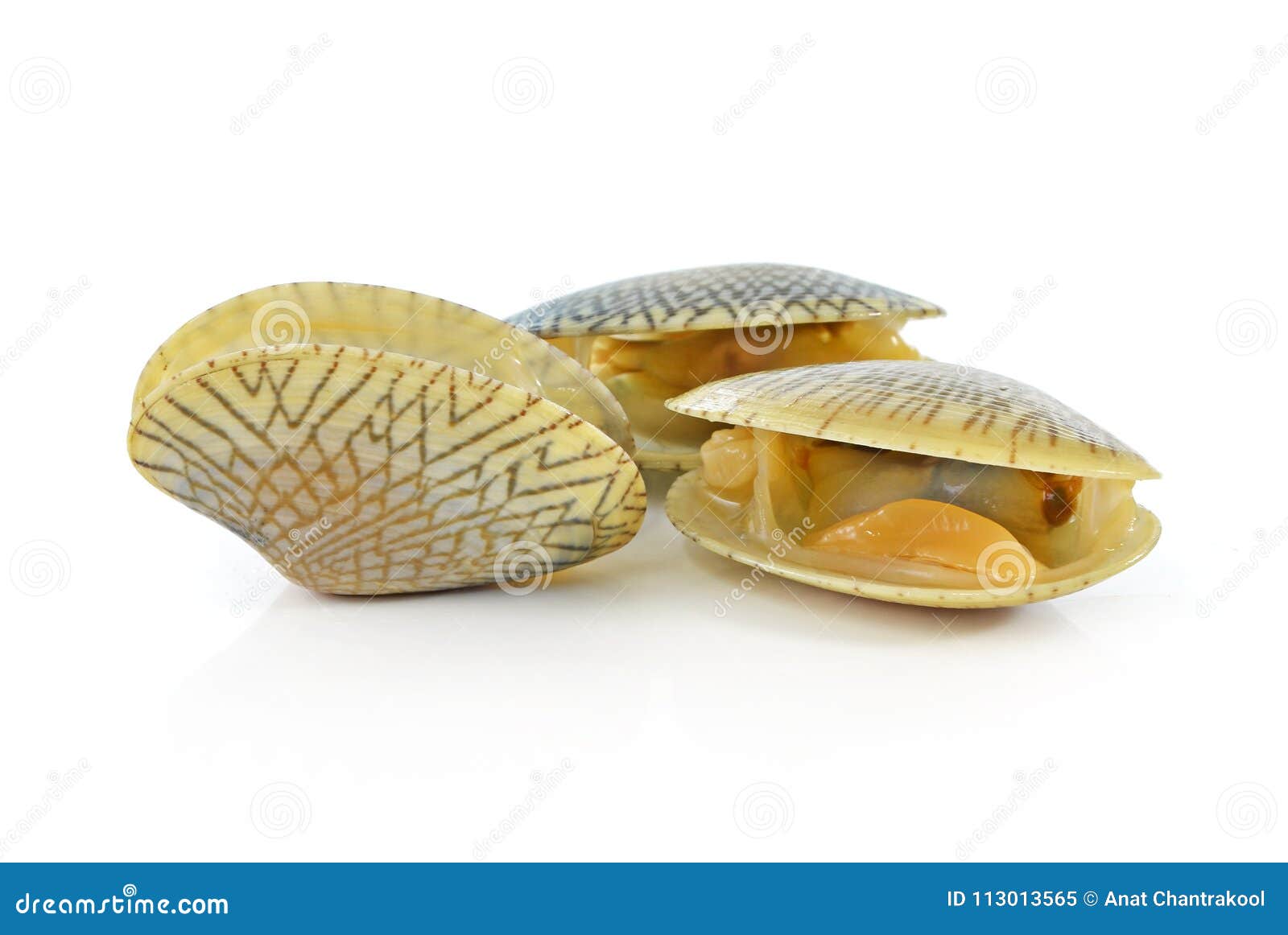 Molluschi Su Priorità Bassa Bianca Immagine Stock - Immagine di ...