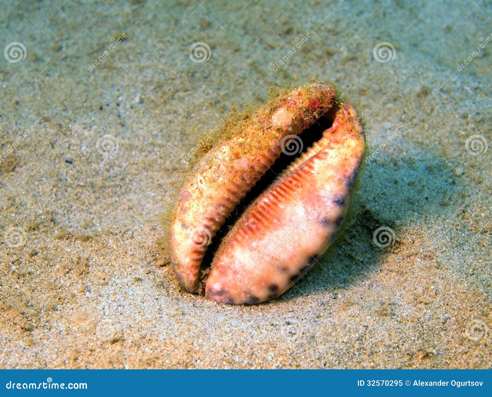 Mollusco dei gasteropodi immagine stock. Immagine di animale - 32570295