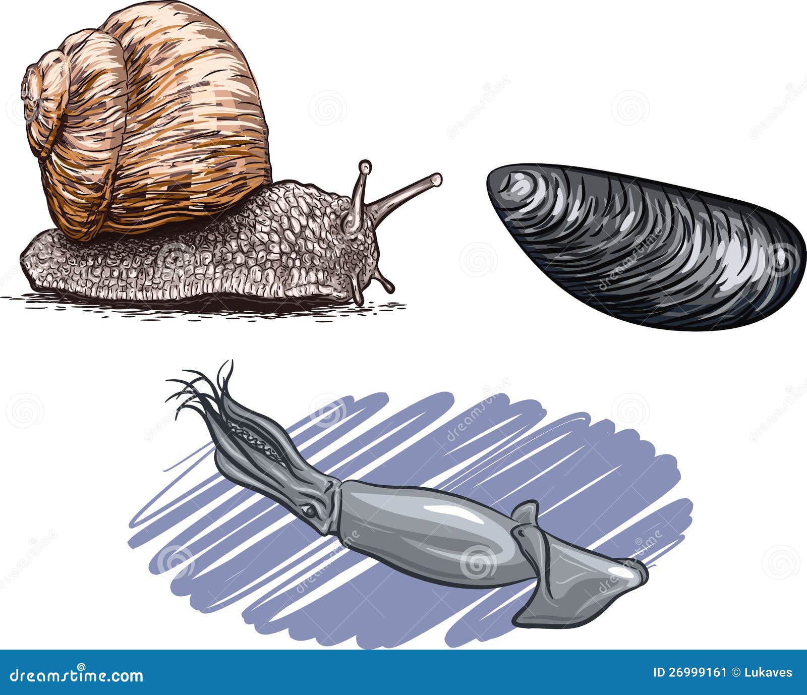 Molluscs stock illustration. Illustration of molluscs - 26999161