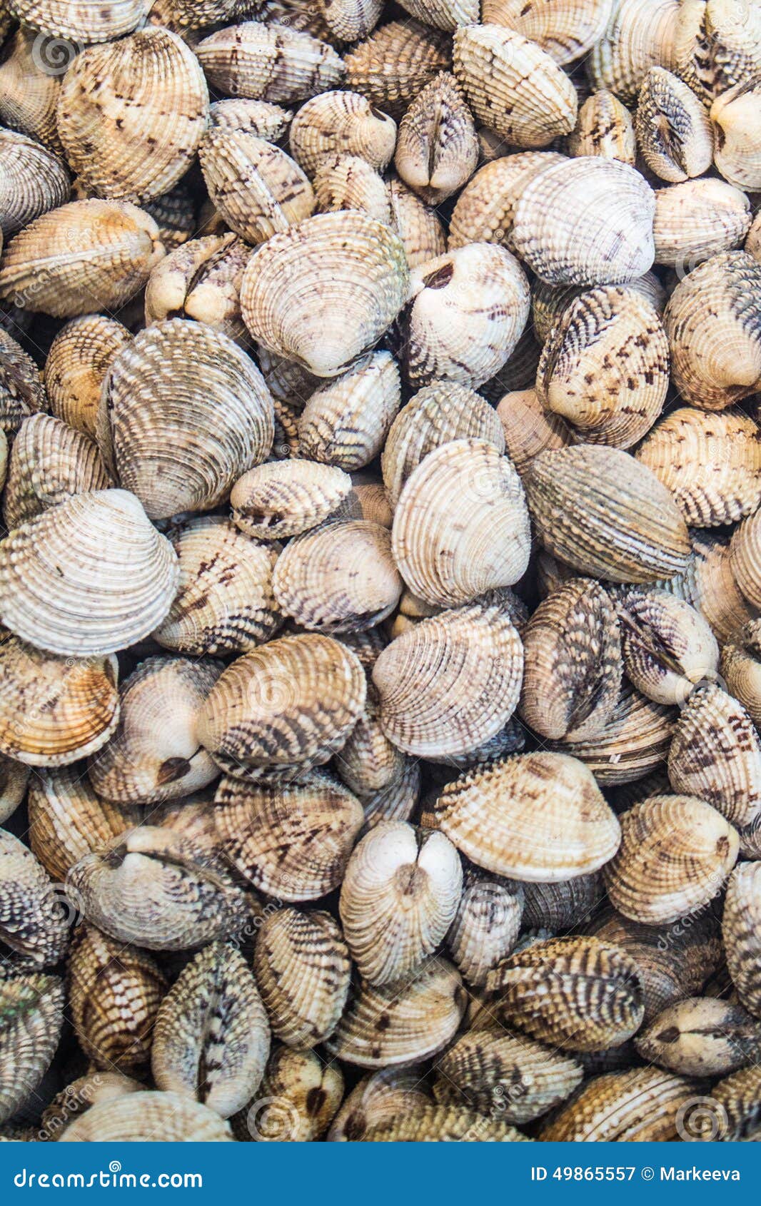 Molluscs stock image. Image of marine, double, fone, molluscs - 49865557