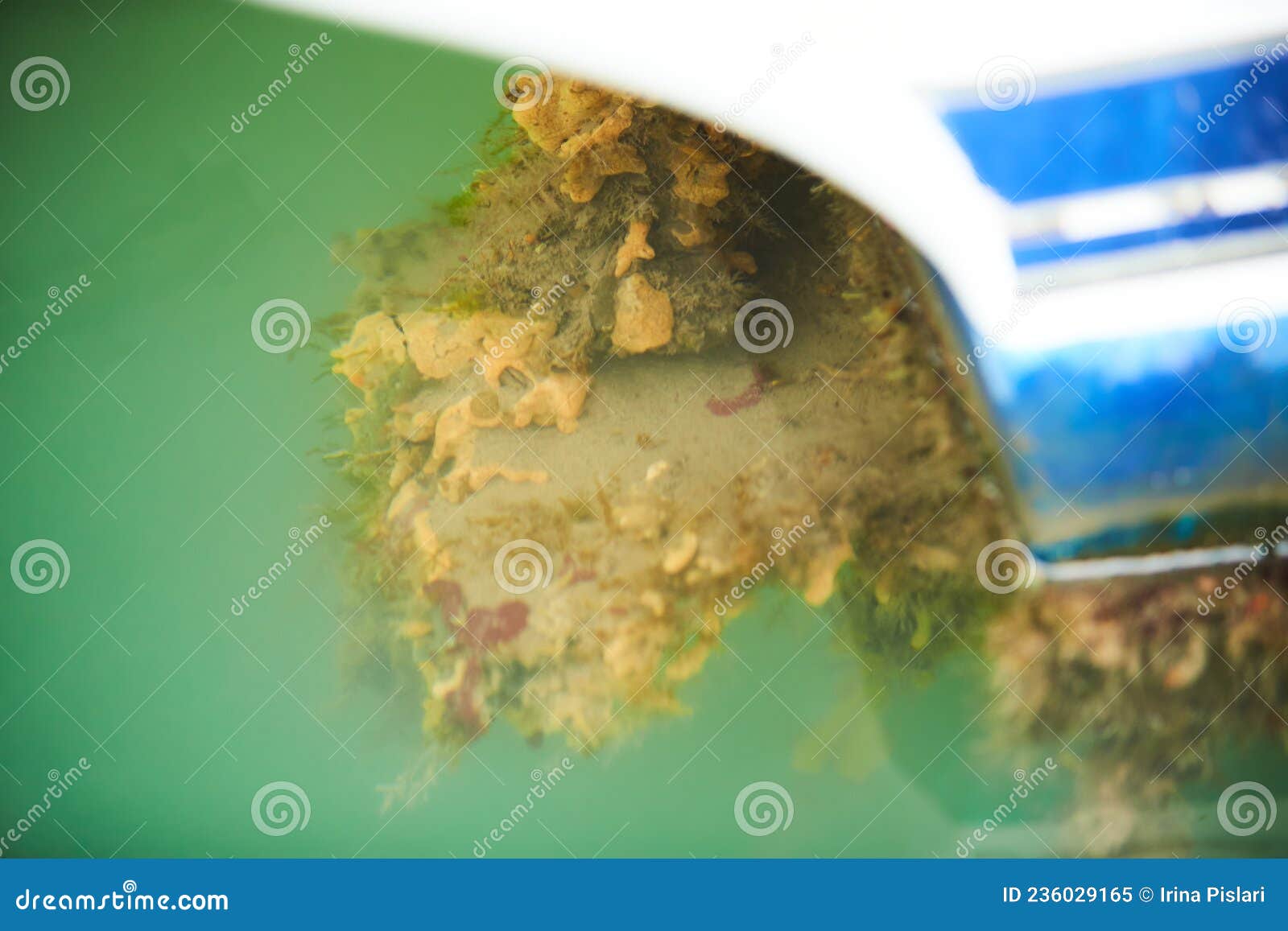 Molluscs, Overgrown Ship Bottom. Shellfish on the Hull of the Ship ...