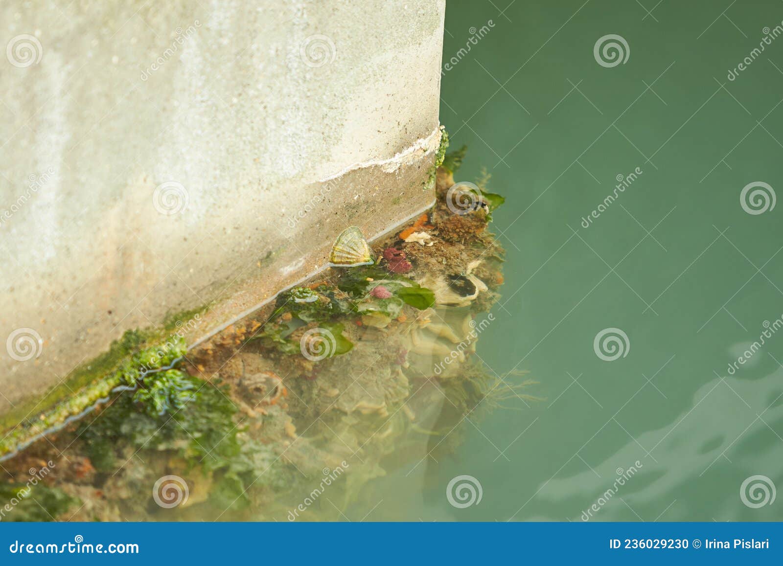 Molluscs, Overgrown Ship Bottom. Shellfish on the Hull of the Ship ...