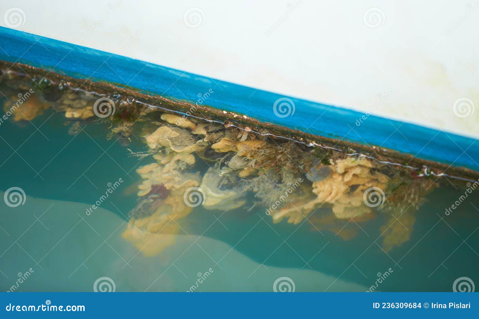 Molluscs, Overgrown Ship Bottom. Shellfish on the Hull of the Ship ...