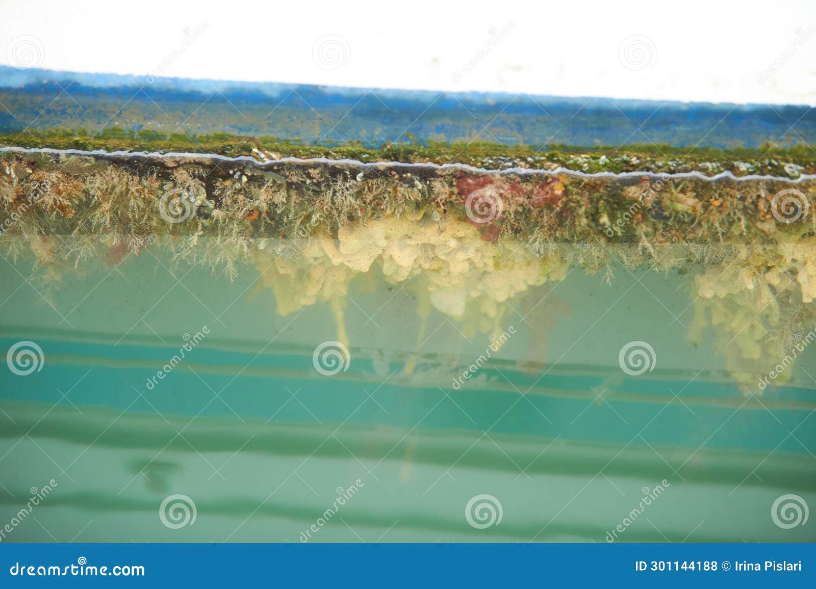 Molluscs, Overgrown Ship Bottom. Shellfish on the Hull of the Ship ...