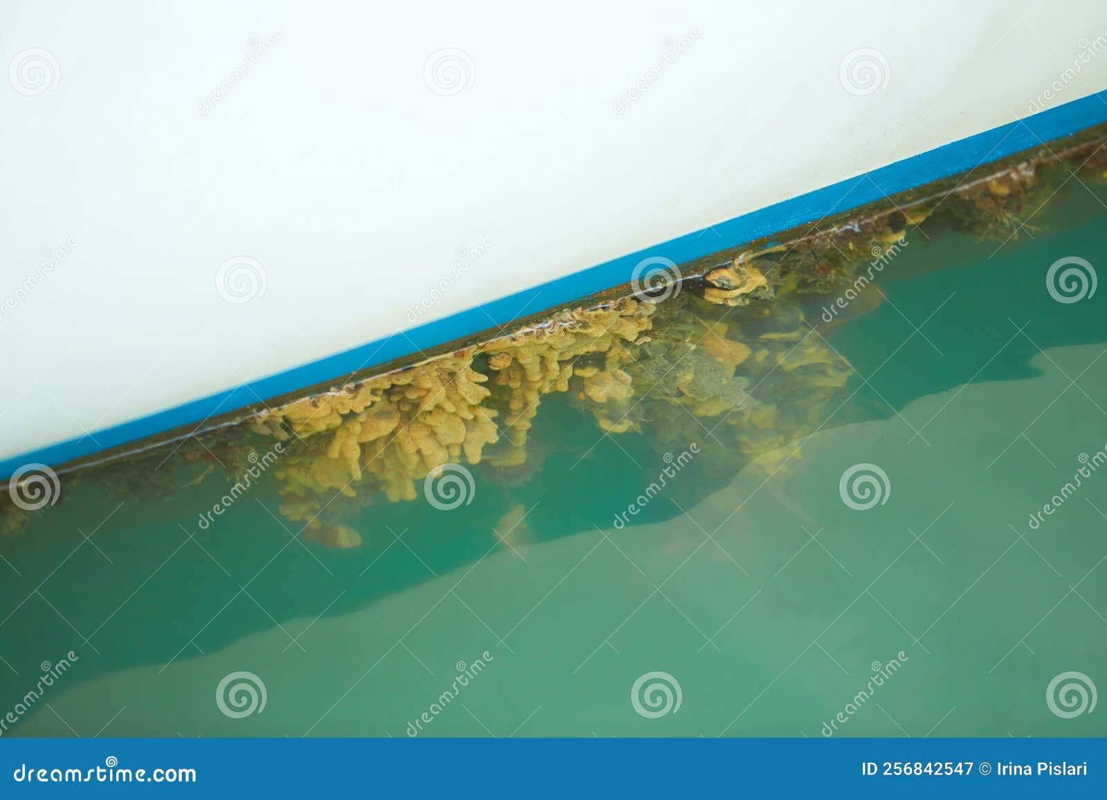 Molluscs, Overgrown Ship Bottom. Shellfish on the Hull of the Ship ...