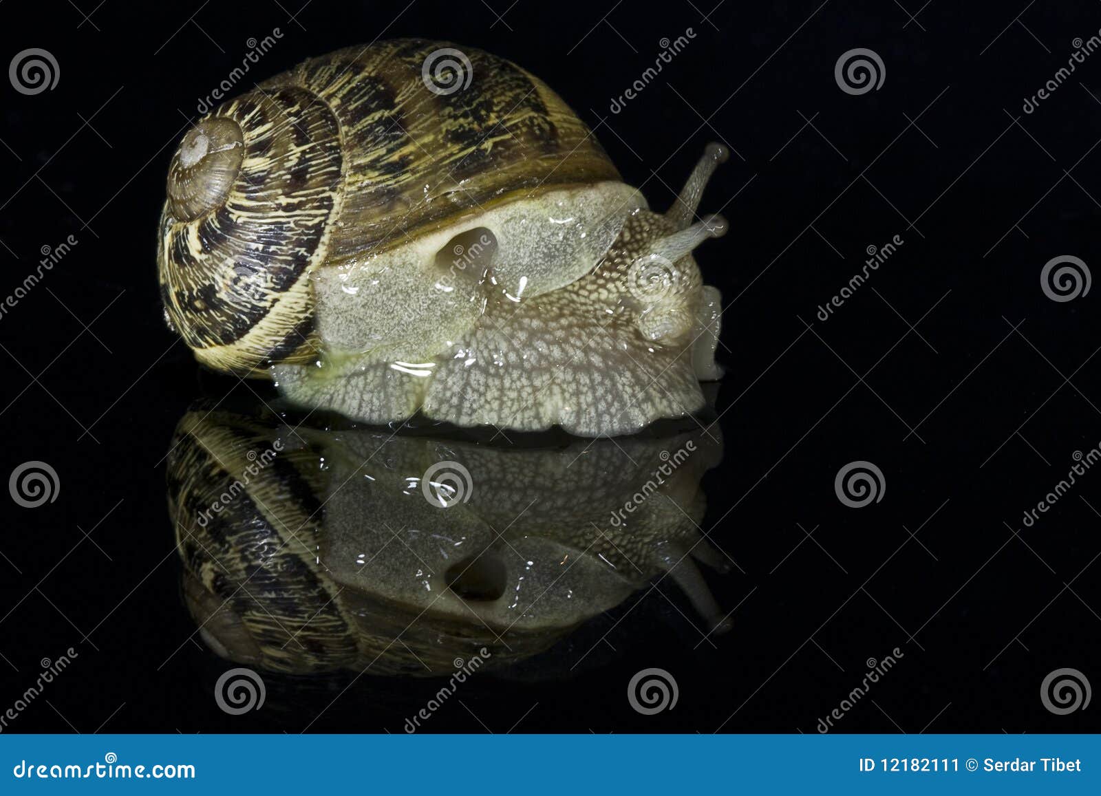 The mollusk stock image. Image of moving, life, diving - 12182111