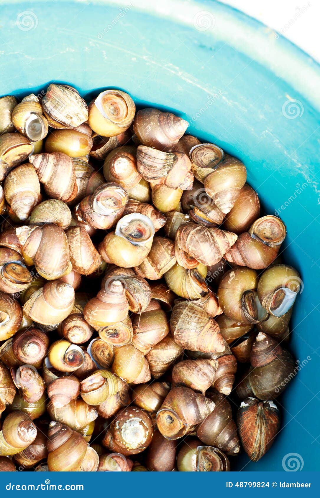 Mollusk stock photo. Image of closeup, invertebrate, coast - 48799824