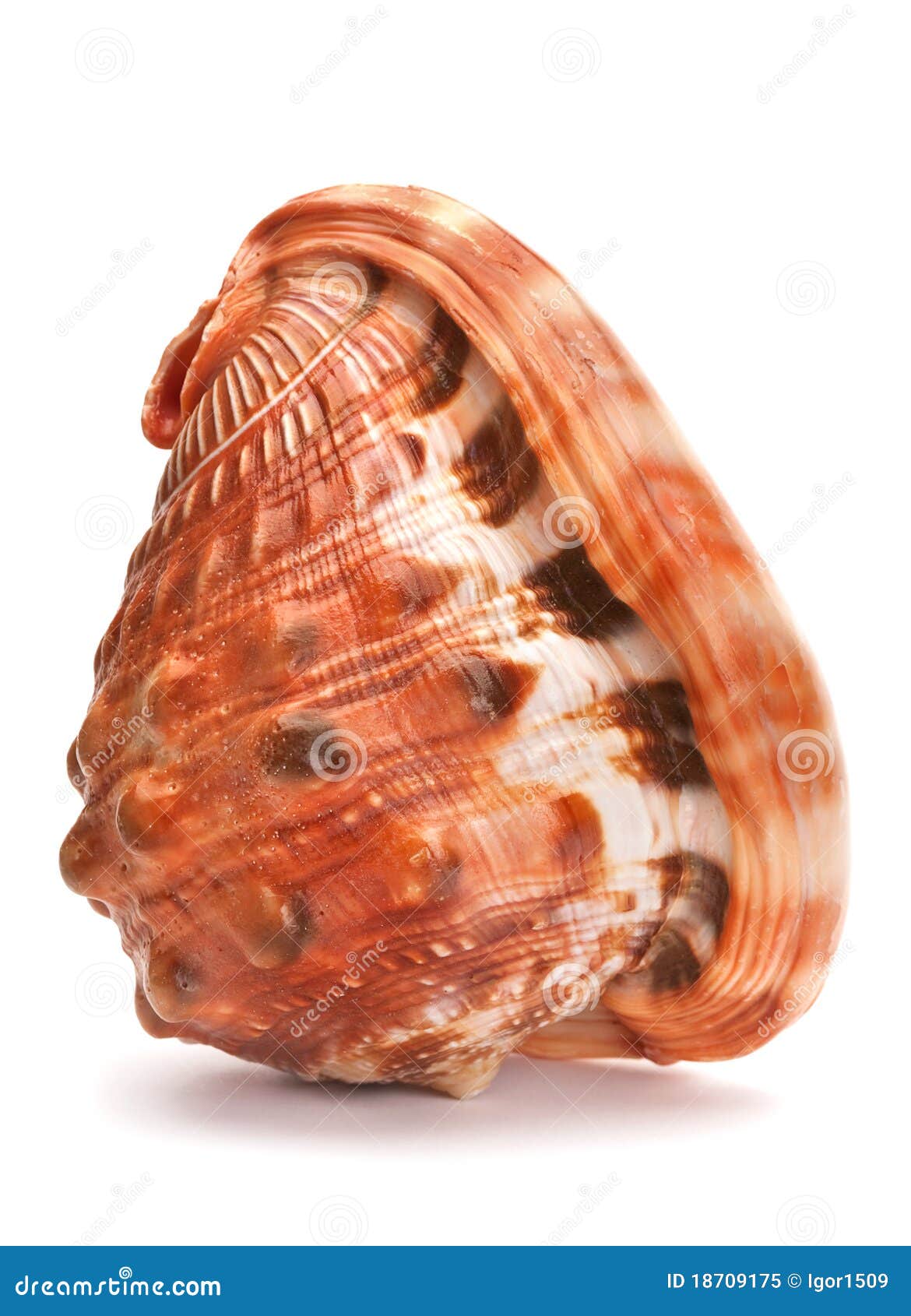 Mollusk brown shell stock image. Image of single, brown - 18709175