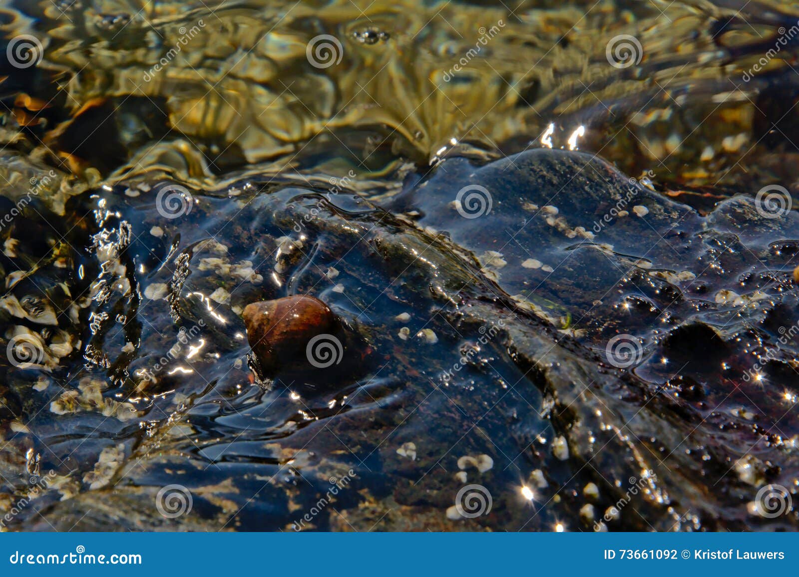 Mollusk on a Rock Under Water Stock Photo - Image of rock, marine: 73661092