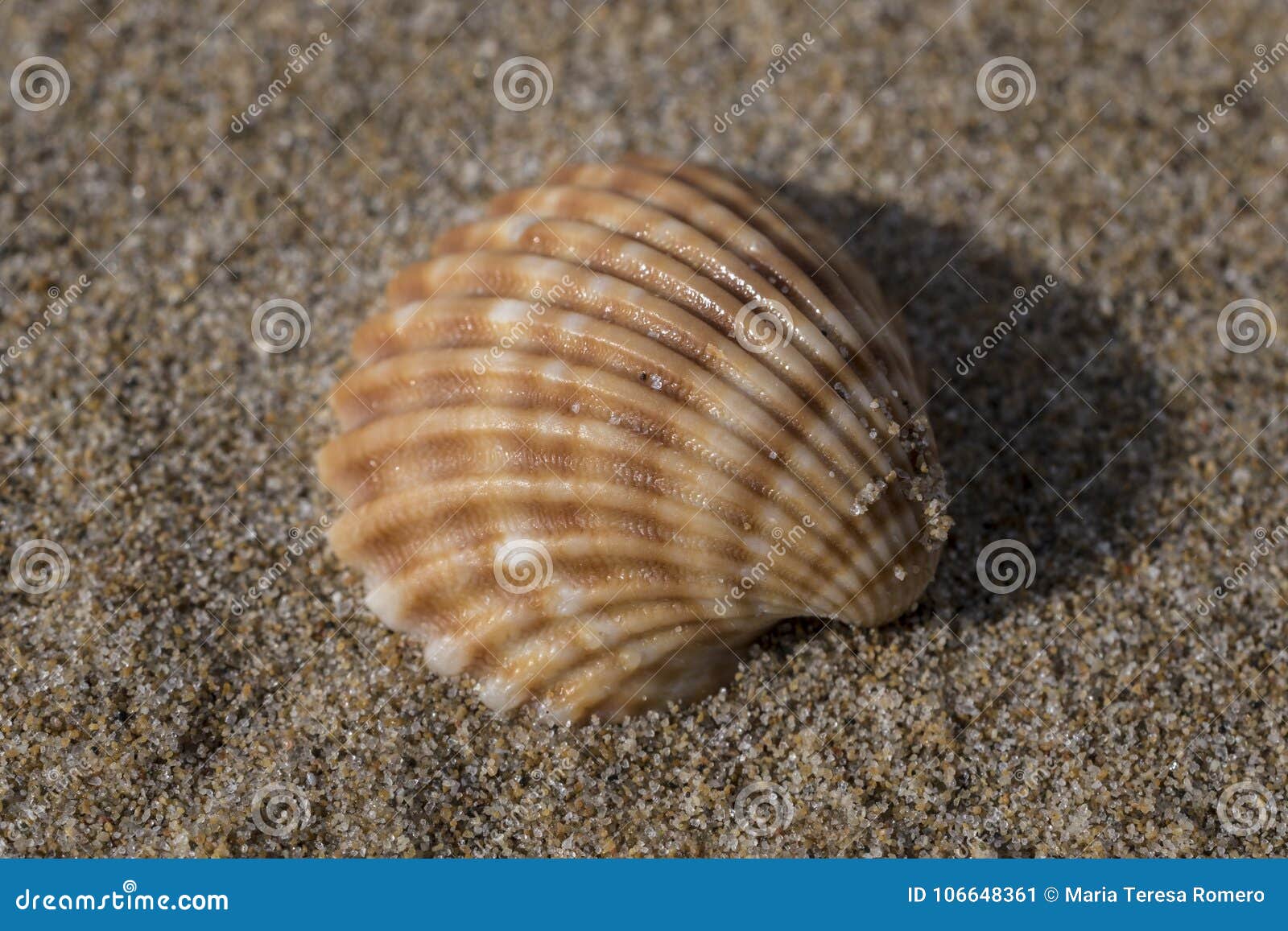 Mollusk Shell on the Beach Sand, Scratched Stock Image - Image of ...