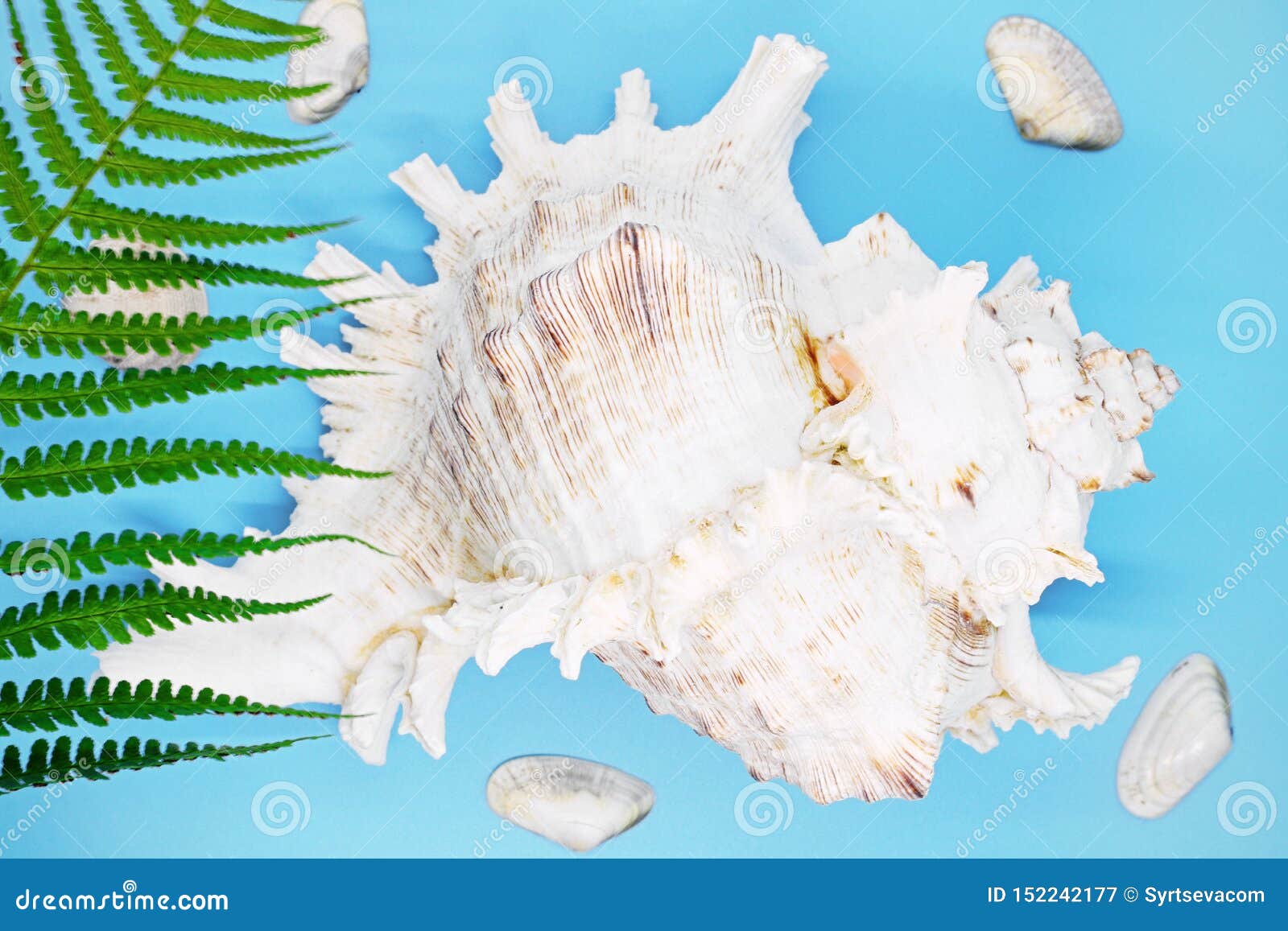 Mollusk Shell Close-up on a Blue Background, Stock Image - Image of ...
