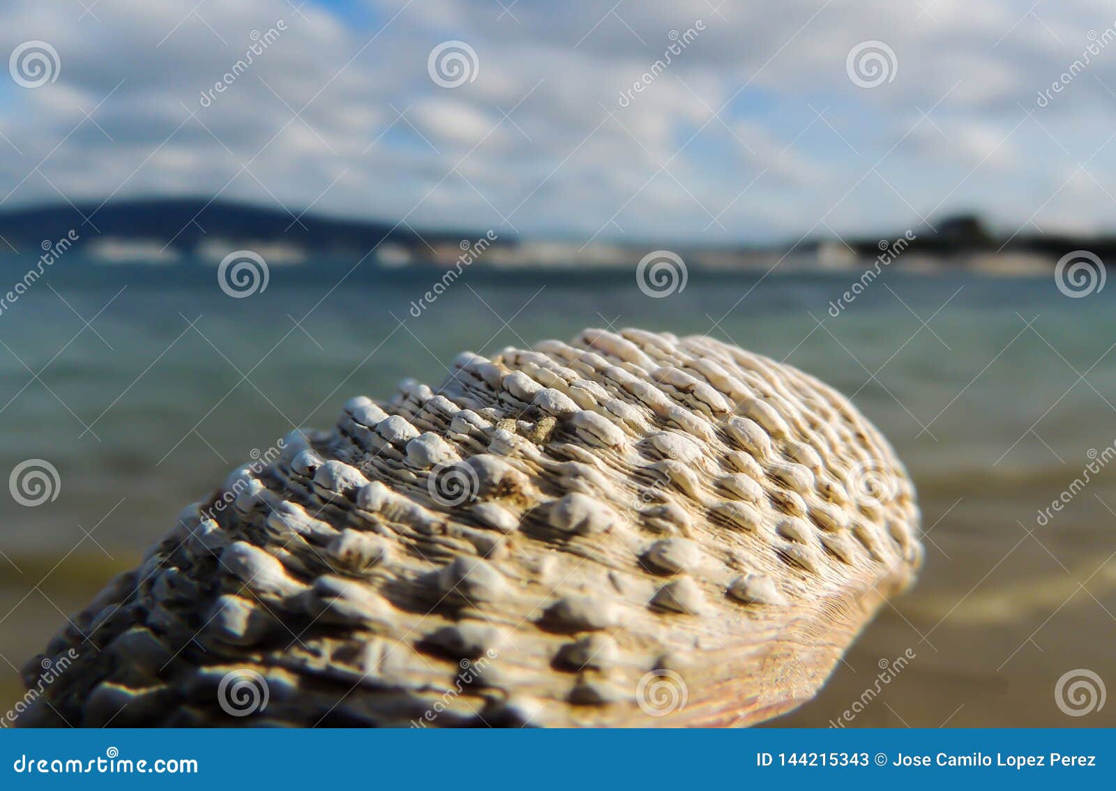 Mollusk shell stock image. Image of island, beach, background - 144215343