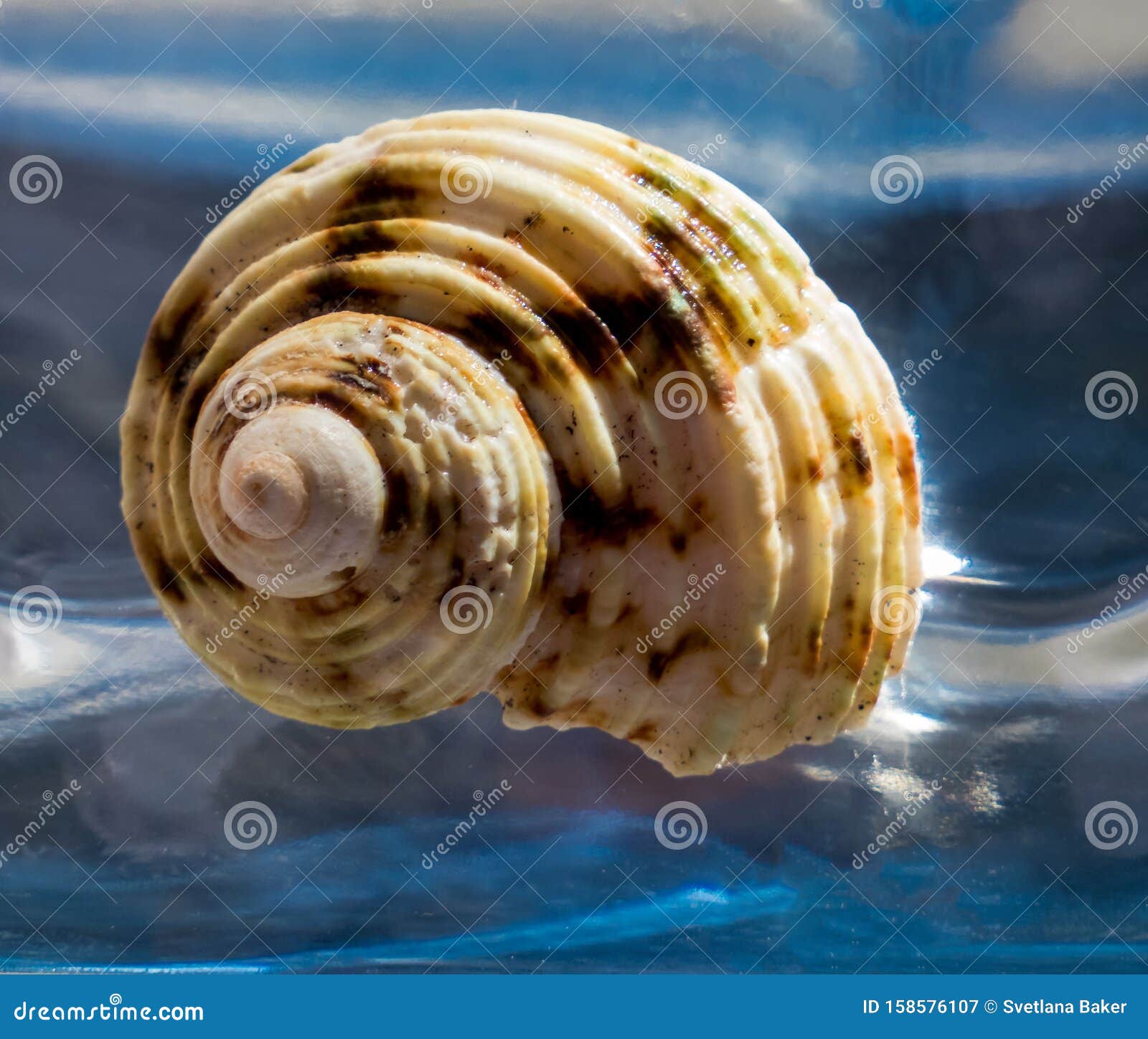 A Mollusk Shell with White and Brown Tones on a Blue Abstract Surface ...
