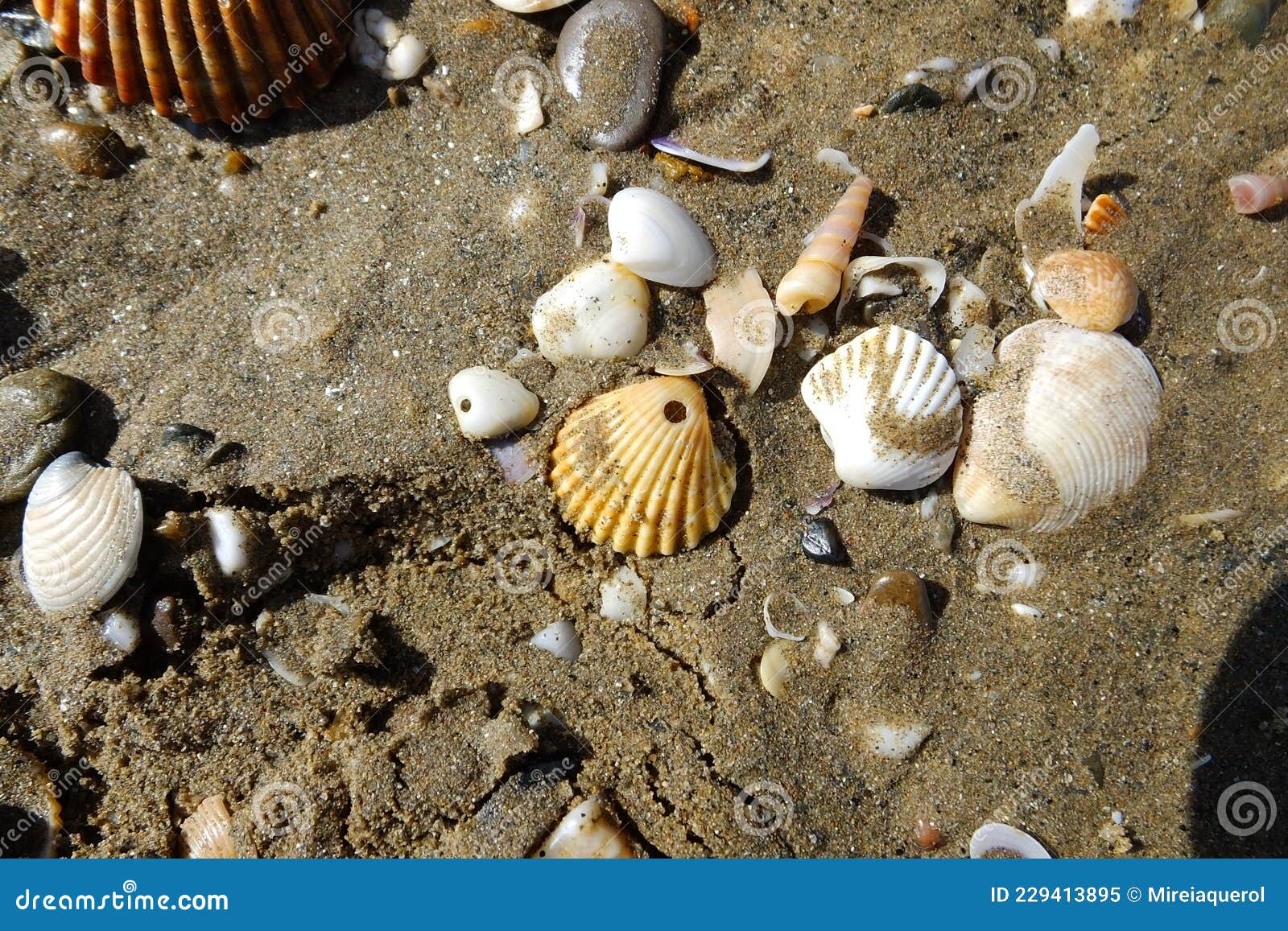 Mollusk Shells on the Beach, the Middle One is Brown and Has a Hole ...