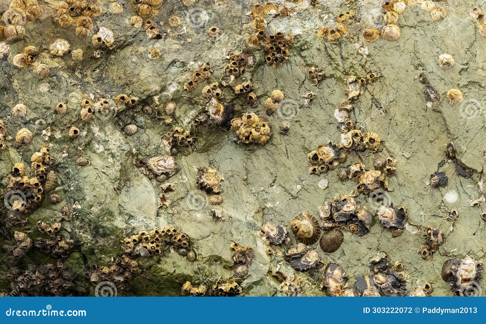Mollusk Shells Growing on a Sea Rock Background Stock Photo - Image of ...