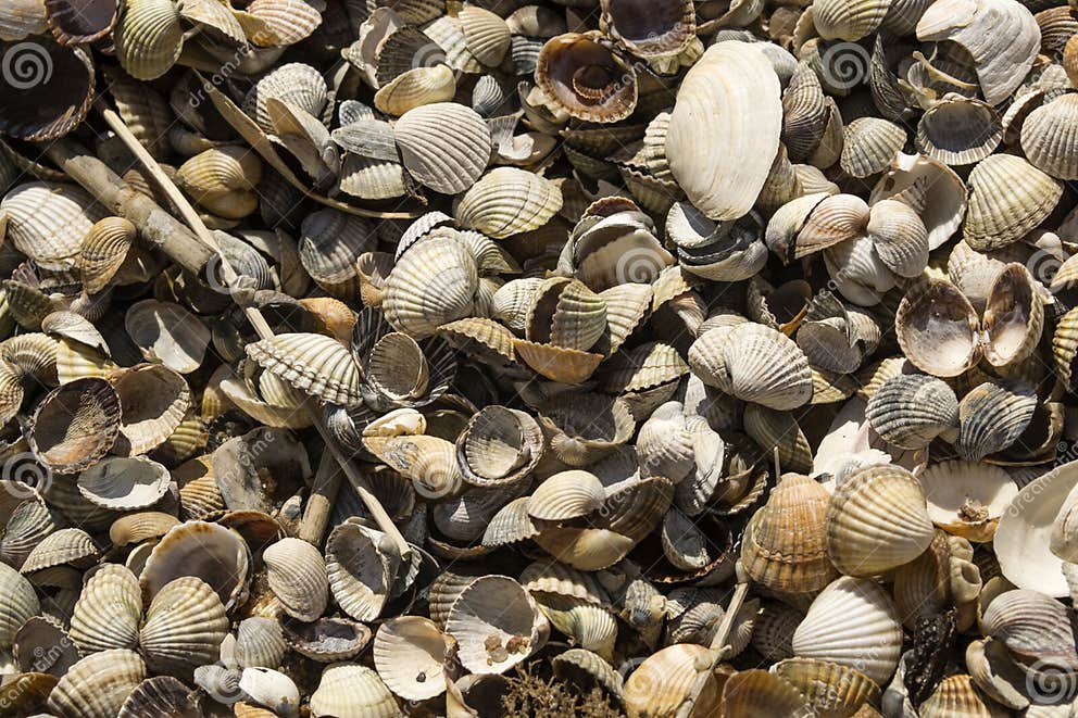 Mollusk Shells. Seashells Background Stock Photo - Image of wildlife ...