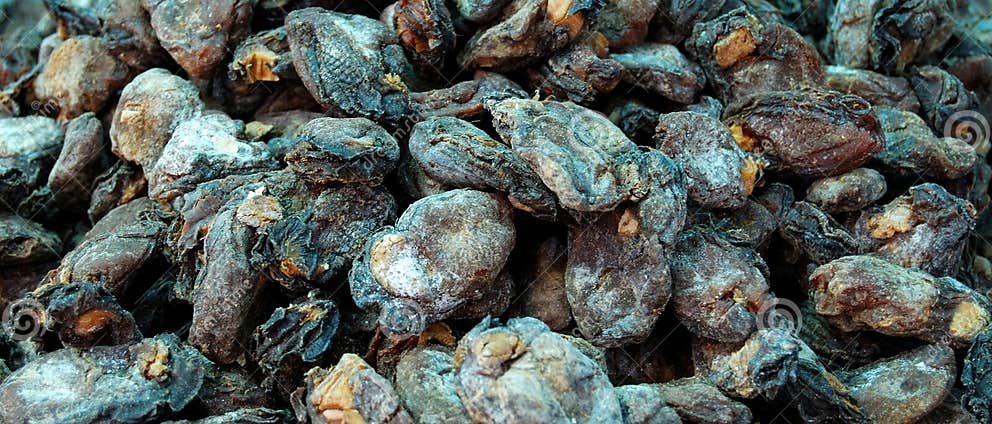 Mollusks stock image. Image of shell, shellfish, body - 15290969