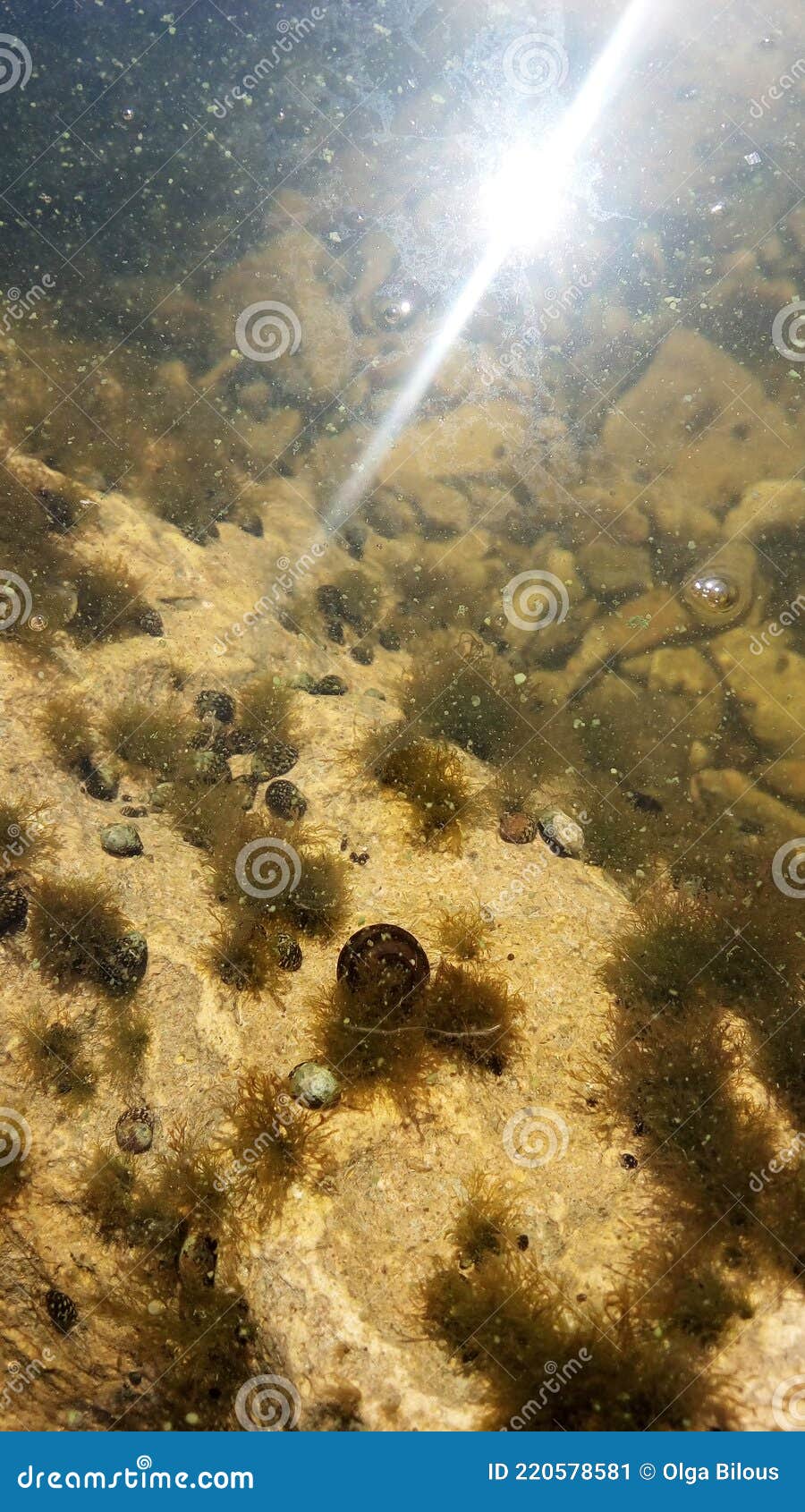 Mollusks and Algae Under Water Stock Image - Image of beautiful, algae ...