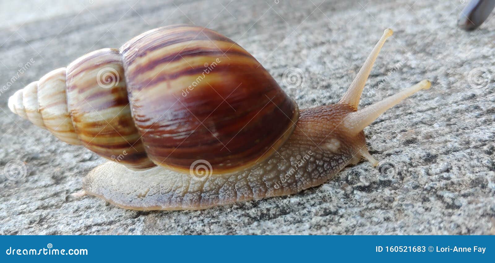 Mollusks on the move stock image. Image of move, patterned - 160521683