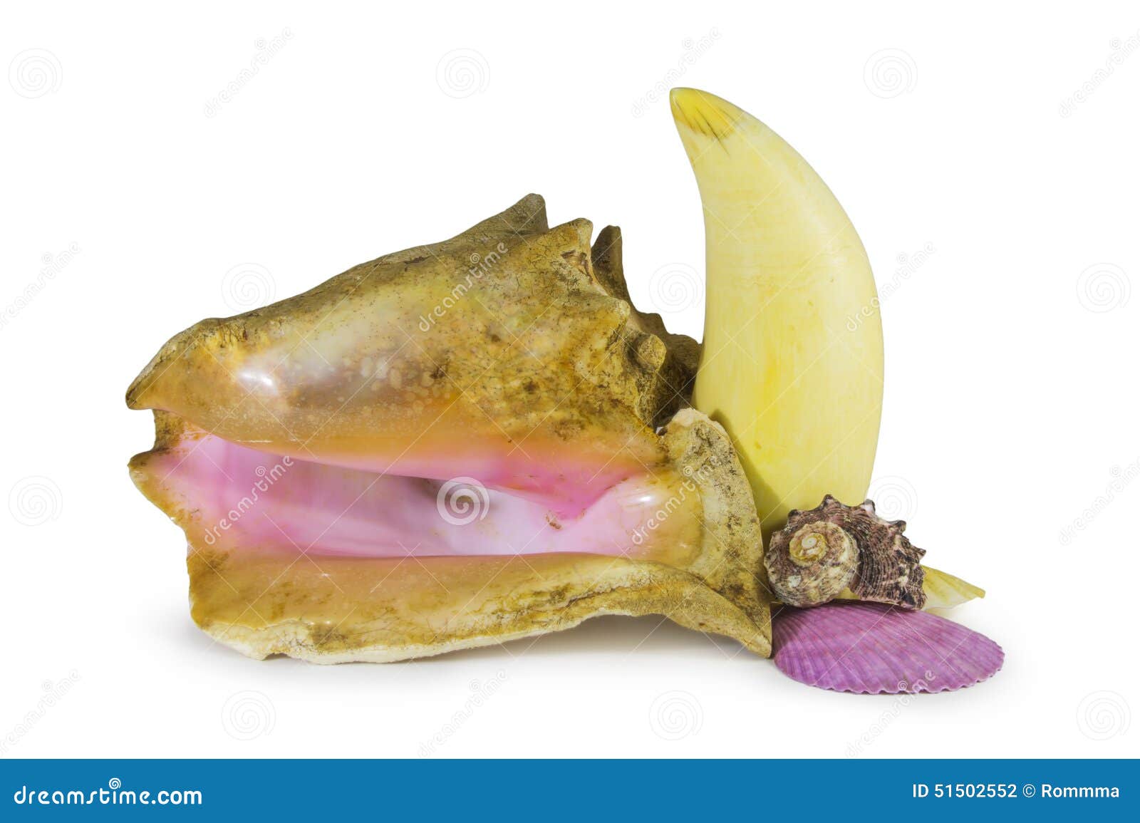 Mollusks and tooth stock photo. Image of mollusk, shell - 51502552