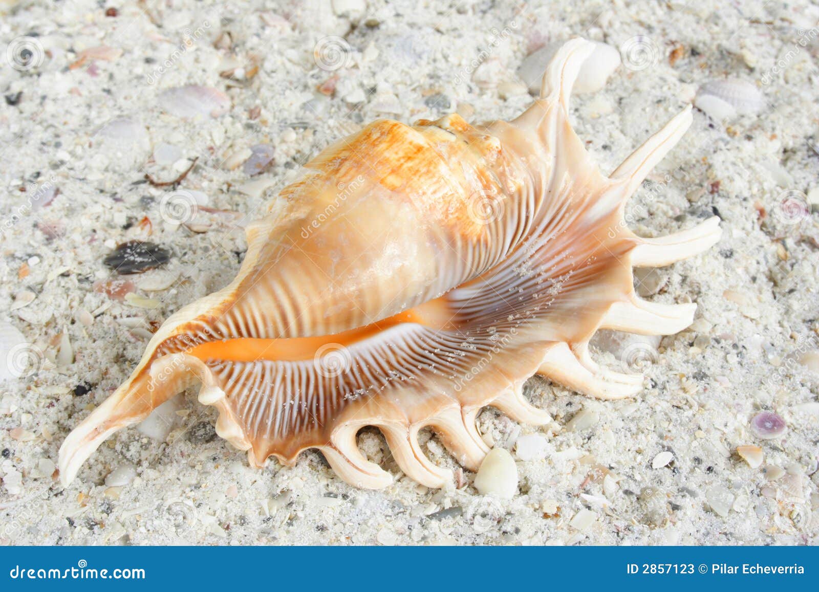 Mollusque Photos stock - Image: 2857123