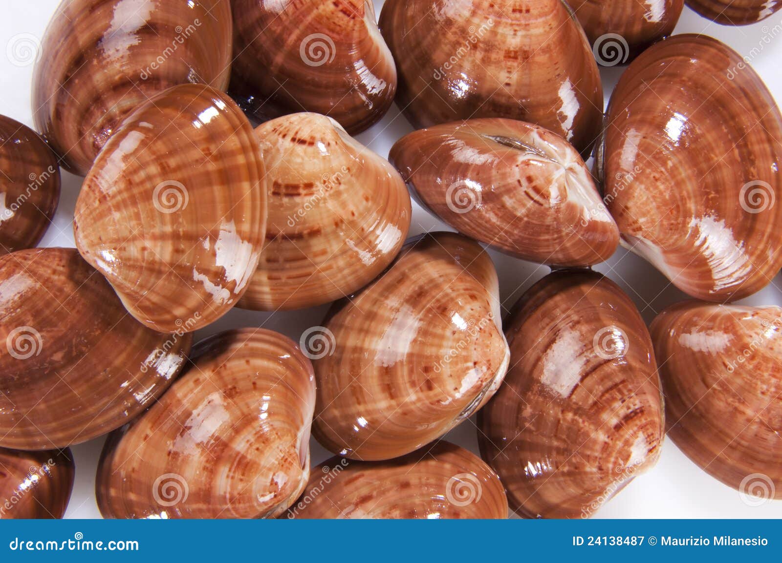 Mollusque de palourdes image stock. Image du coquillage - 24138487