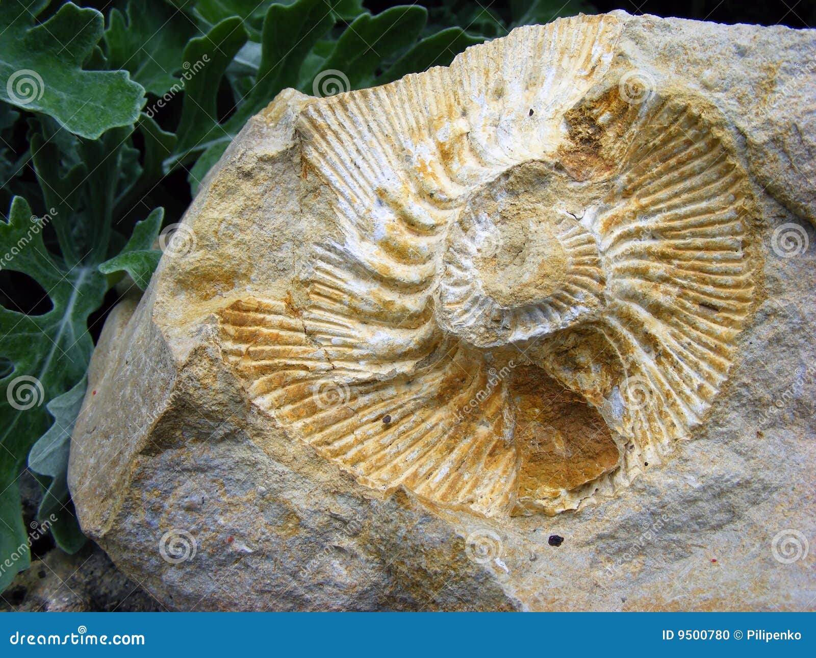 Mollusque fossile photo stock. Image du biologie, mollusque - 9500780