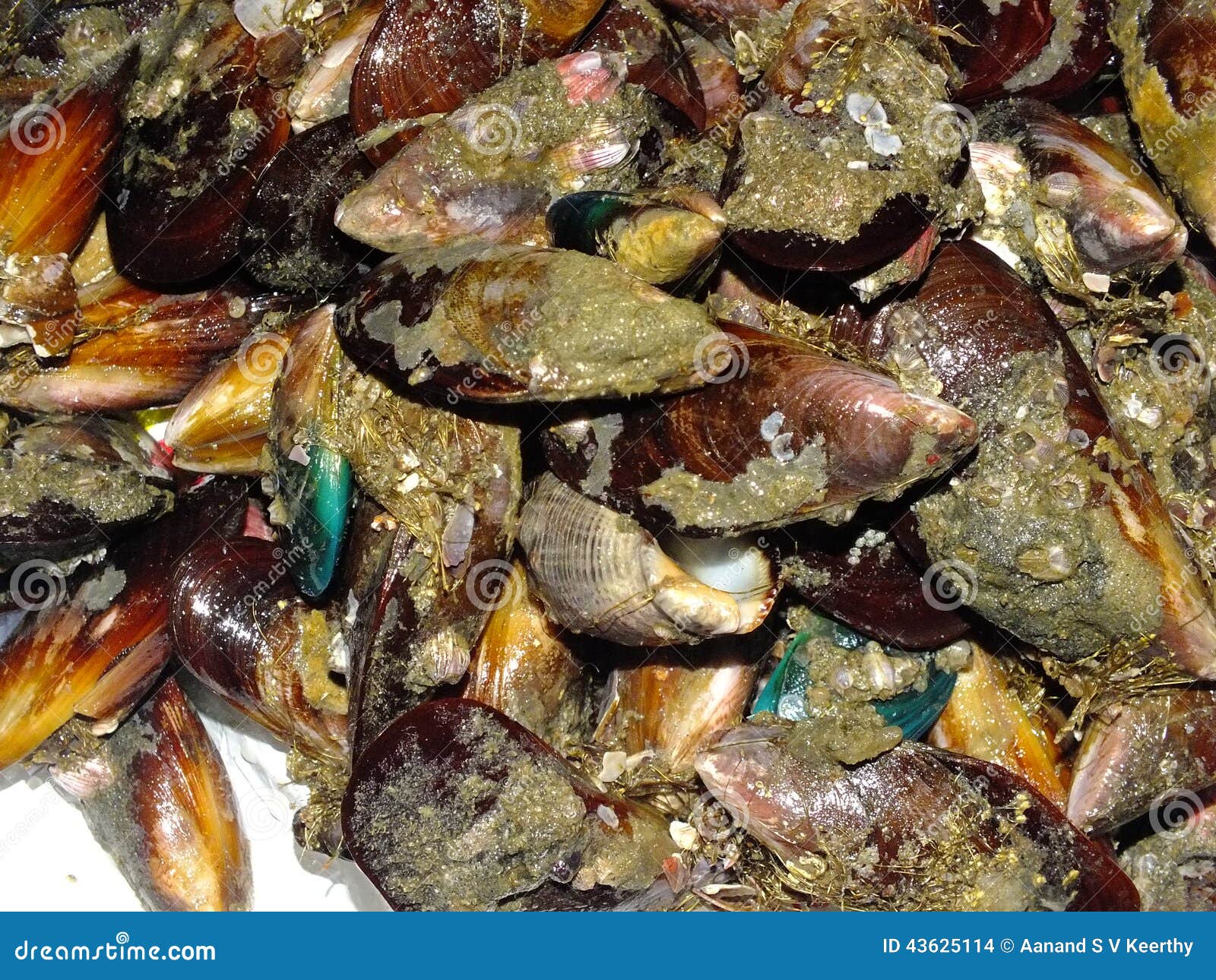 Mollusques Comestibles De Mer Photo stock - Image du nourriture ...