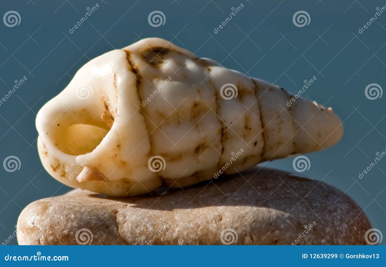 Mollusques de la Mer Rouge image stock. Image du plages - 12639299