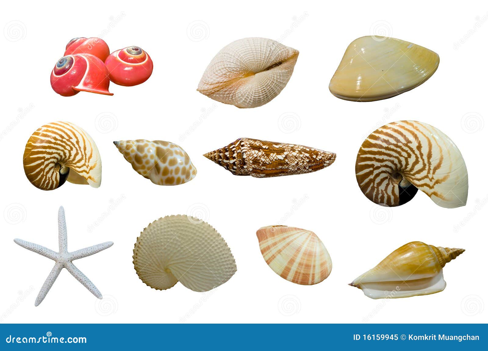 Mollusques Et Crustacés Photo libre de droits - Image: 16159945