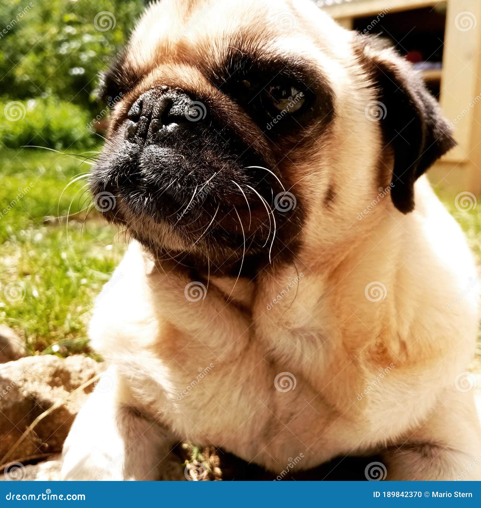 Molly the pug stock photo. Image of cute, mammal, molly - 189842370