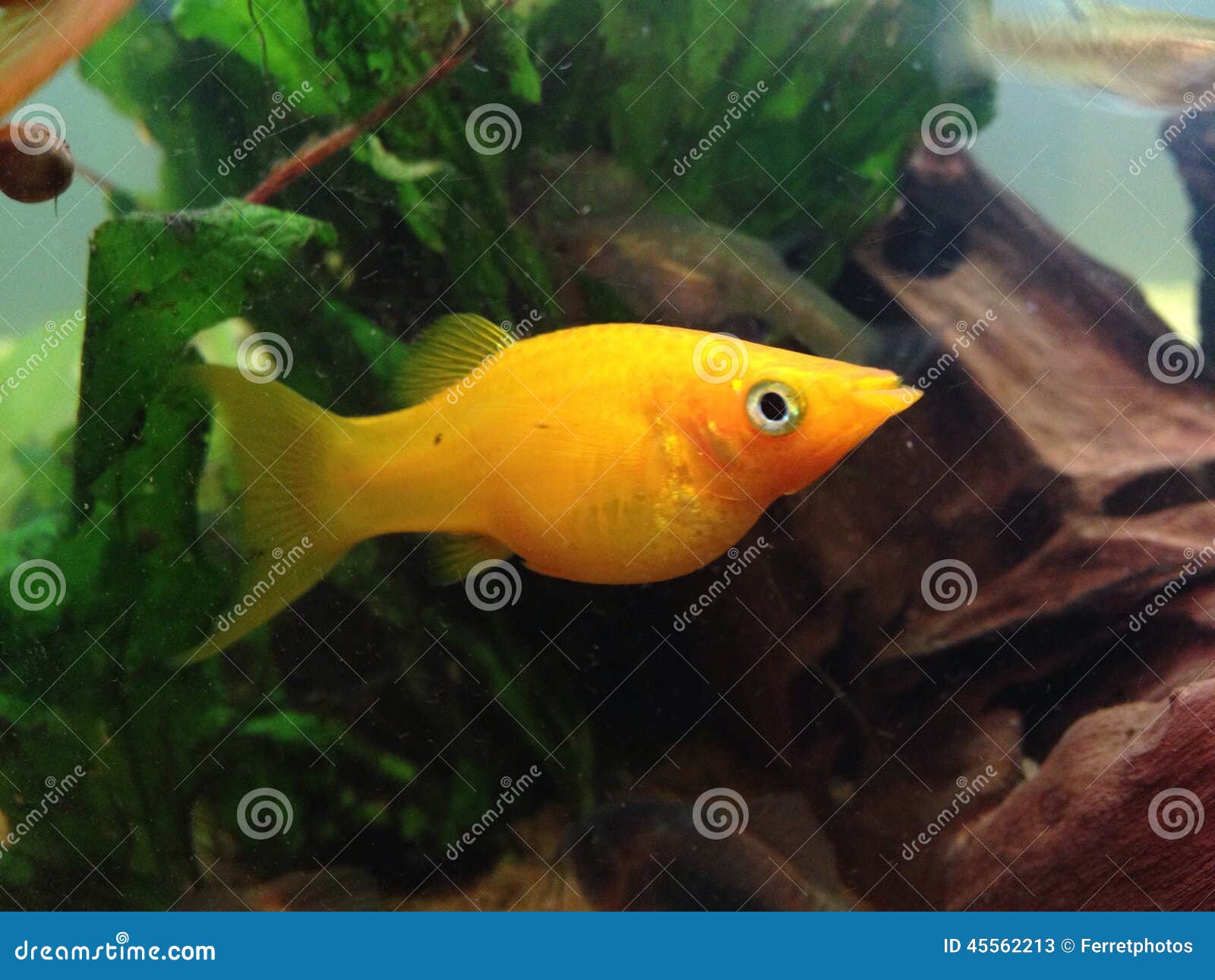 Molly-Fische stockbild. Bild von mollies, molly, frau - 45562213