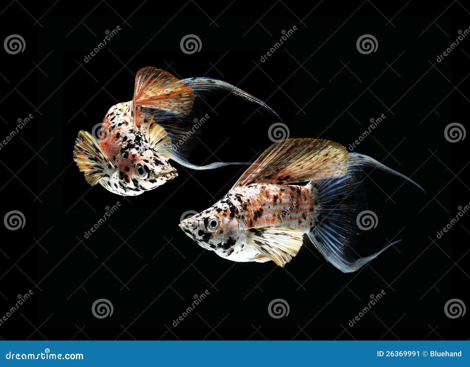 Molly Fish Crescent Tailed on Black Back Stock Image - Image of gold ...