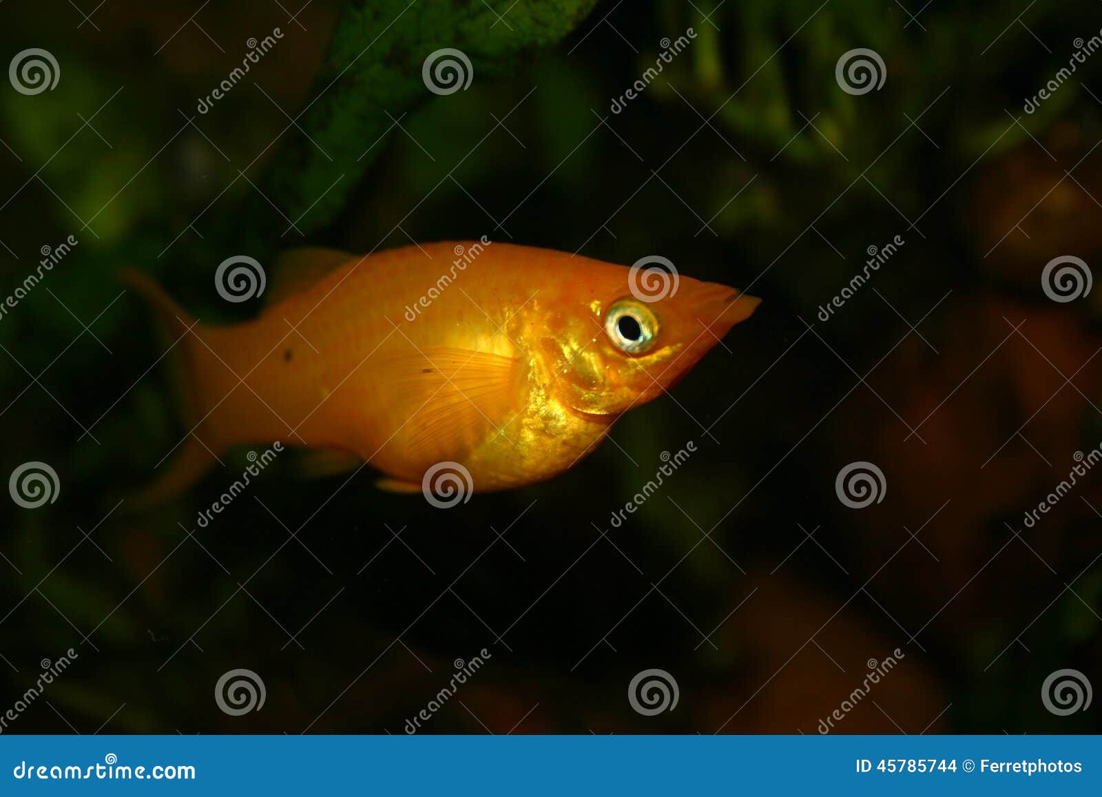 Molly fish stock photo. Image of fish, mollies, female - 45785744
