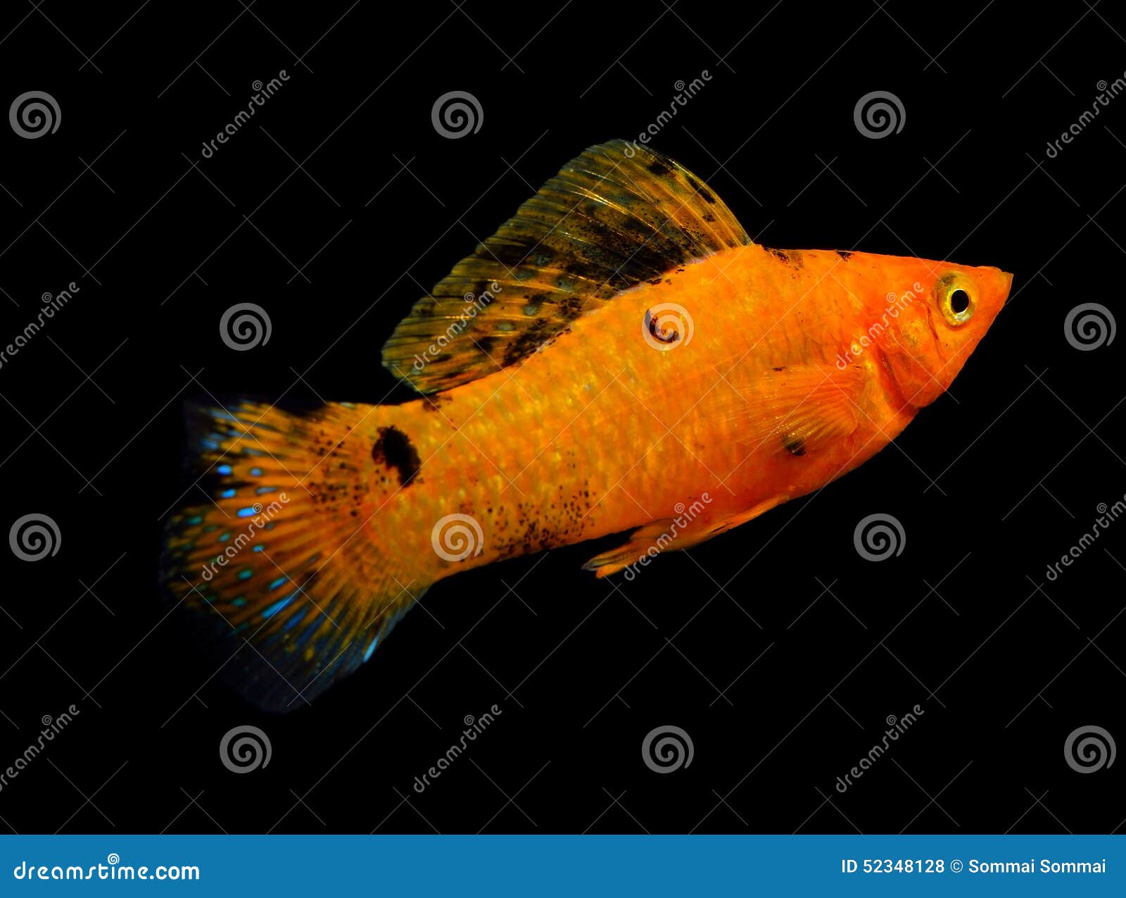 Molly Fish Isolated On The White Background Royalty-Free Stock Photo ...