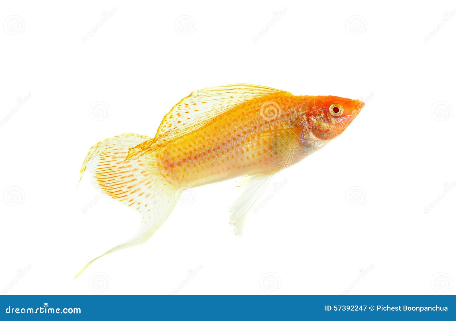 White Molly Fish Poecilia Sphenops Isolated In A Fish Tank With Blurred ...