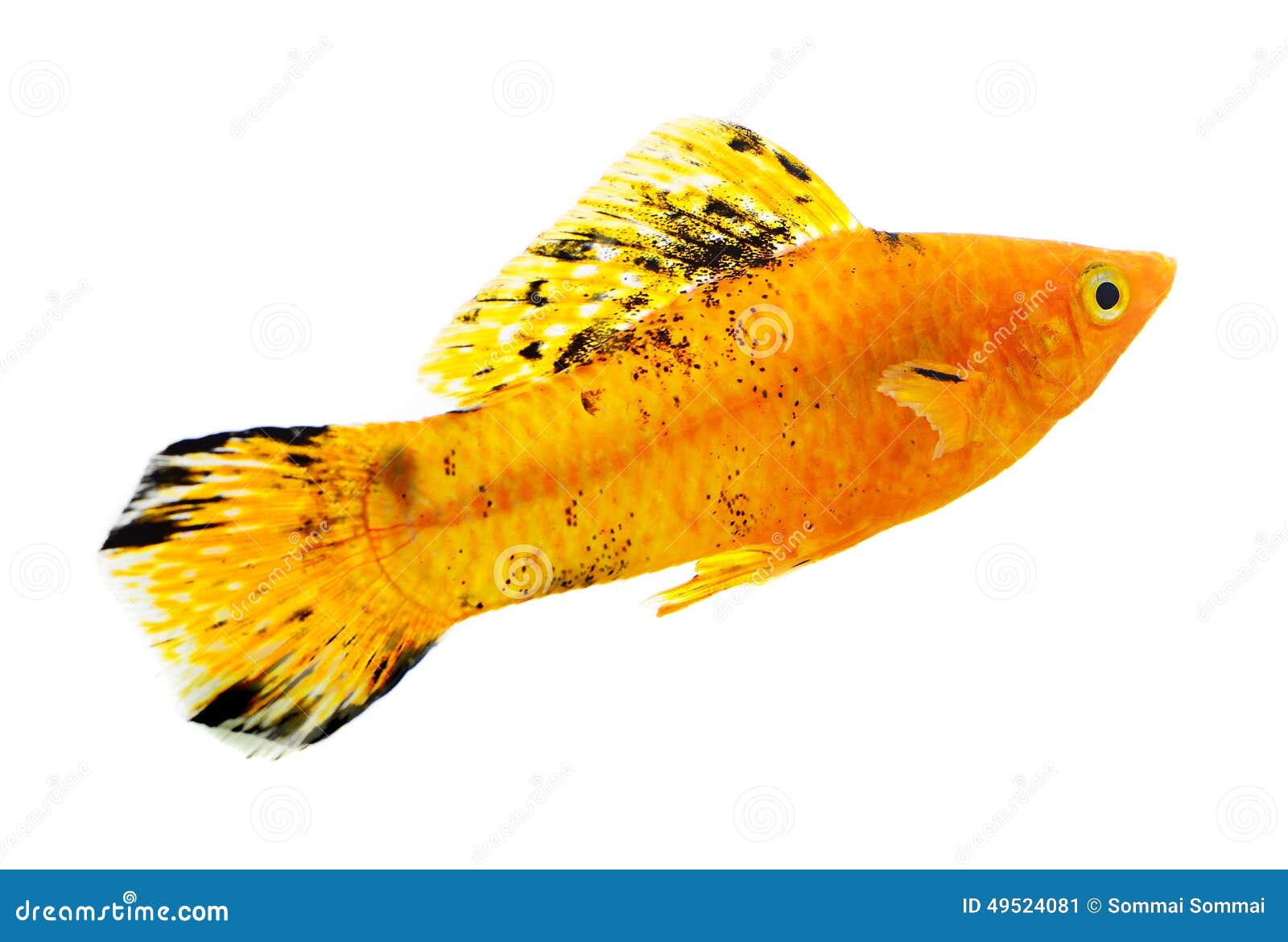 White Molly Fish Poecilia Sphenops Isolated In A Fish Tank With Blurred ...