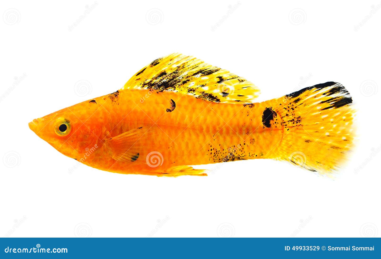 Molly Fish on White Background Stock Image - Image of beautiful ...